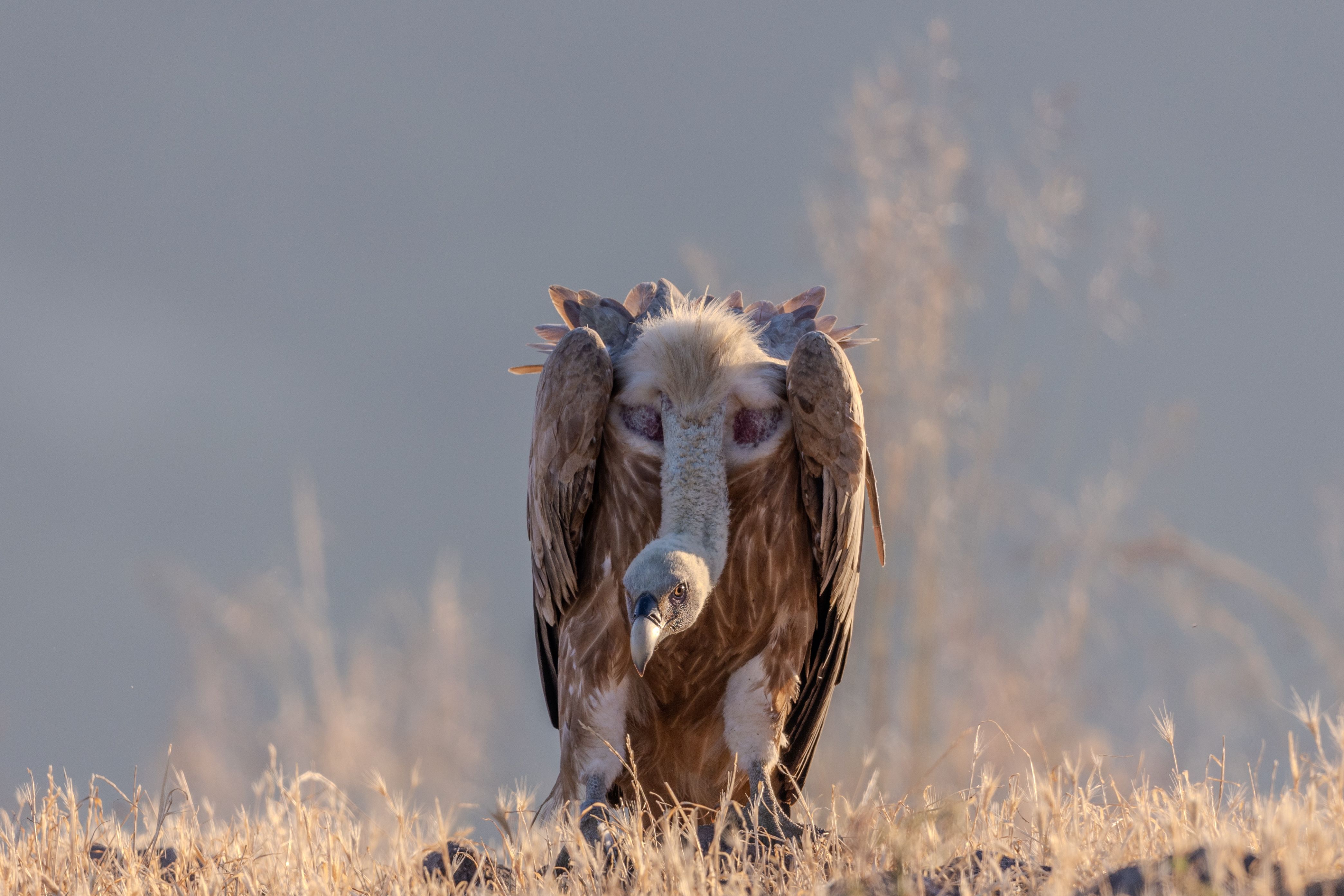 Dove Owl Peacock Eagle Photos, Download The BEST Free Dove Owl Peacock ...
