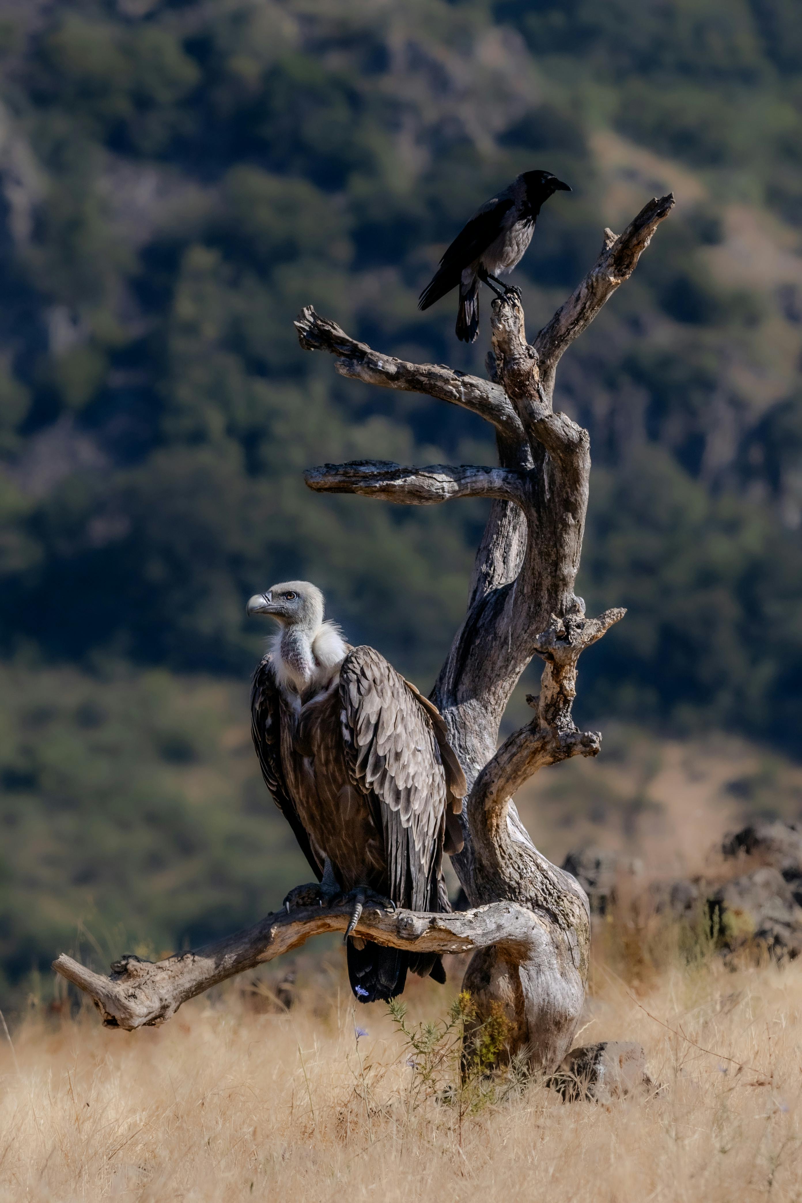 Dead Tree Photos, Download The BEST Free Dead Tree Stock Photos & HD Images
