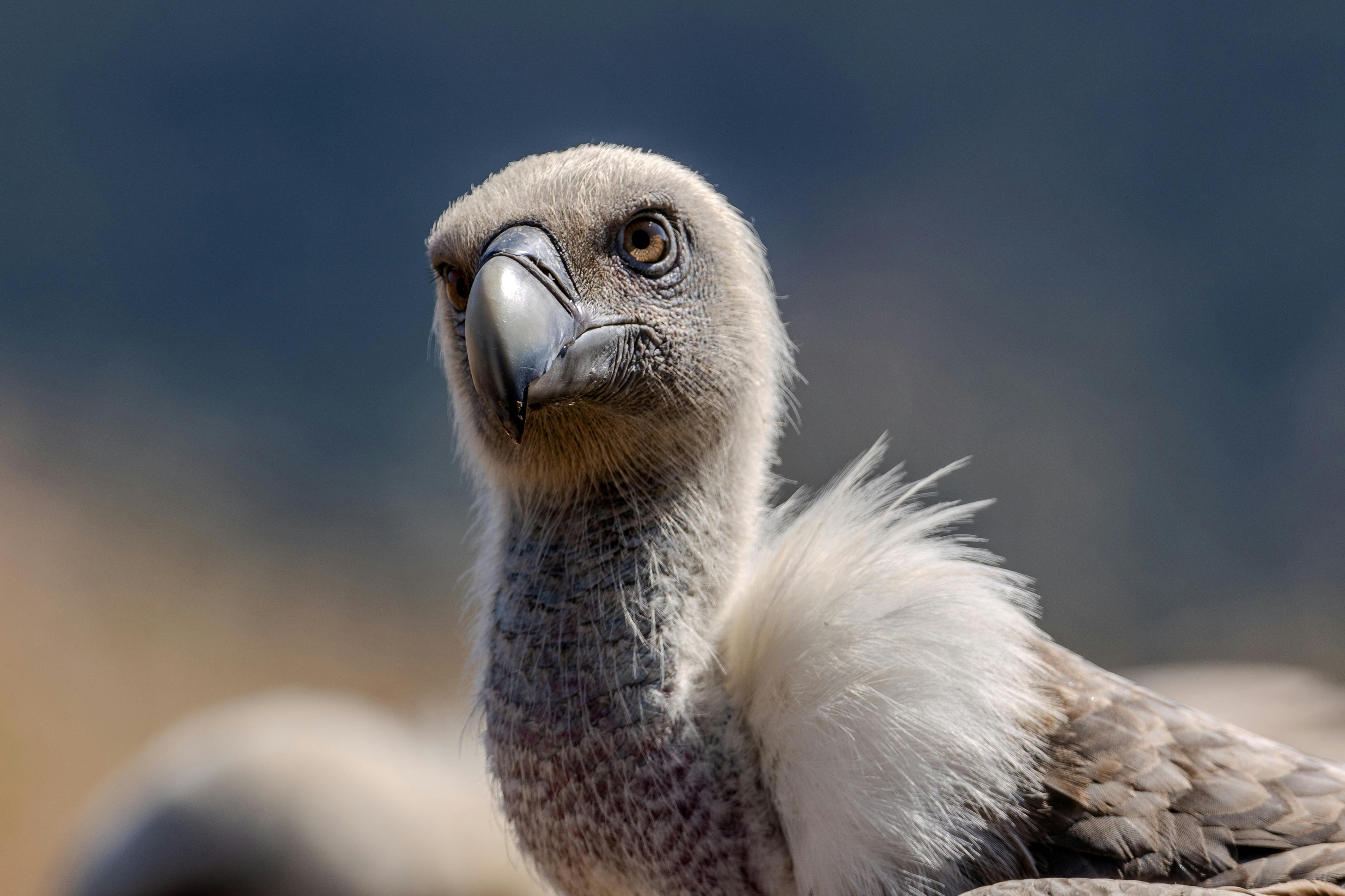 Bald Eagle Head On Photos, Download The BEST Free Bald Eagle Head On ...