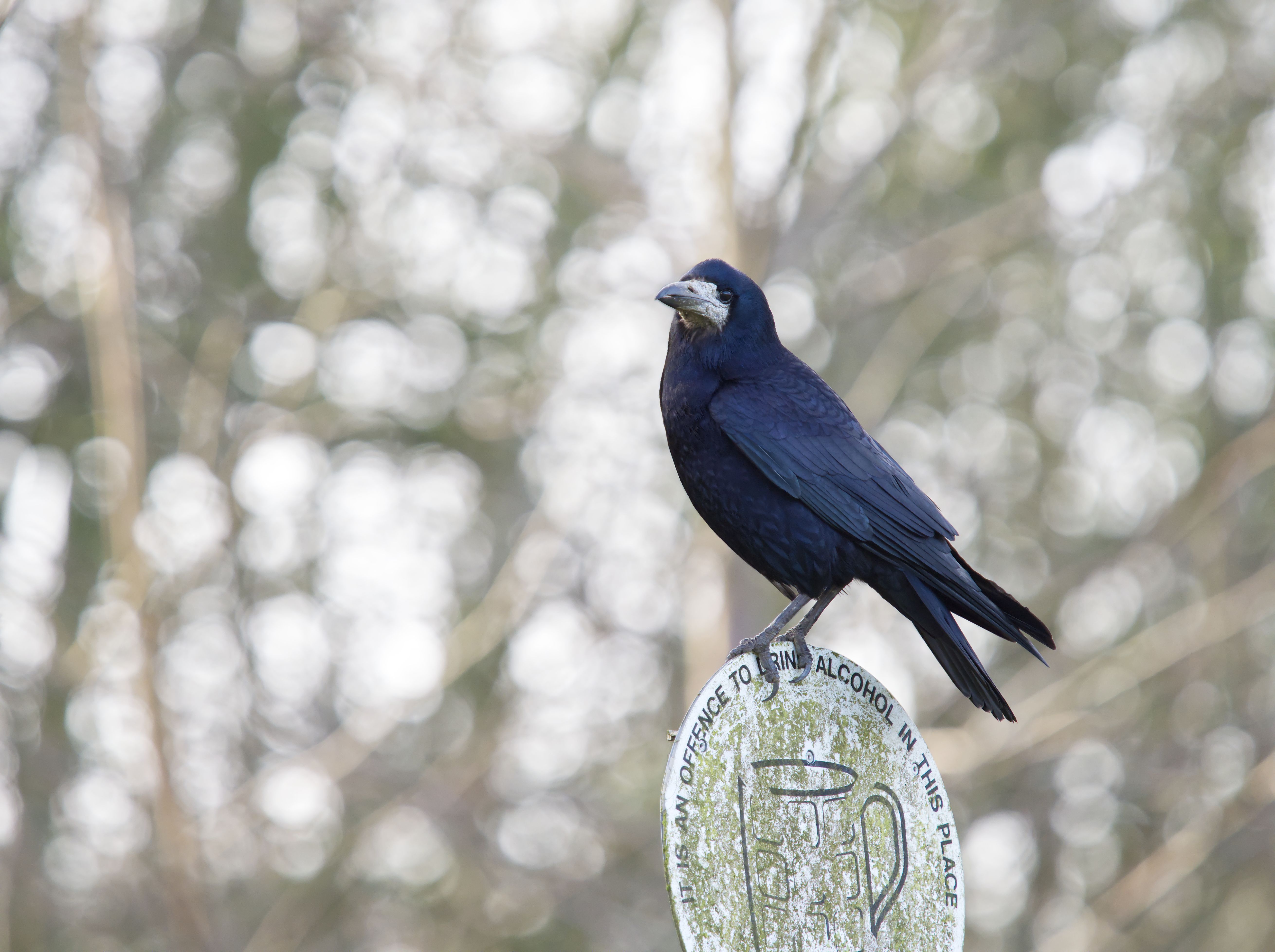 Crow Effect Photos, Download The BEST Free Crow Effect Stock Photos ...