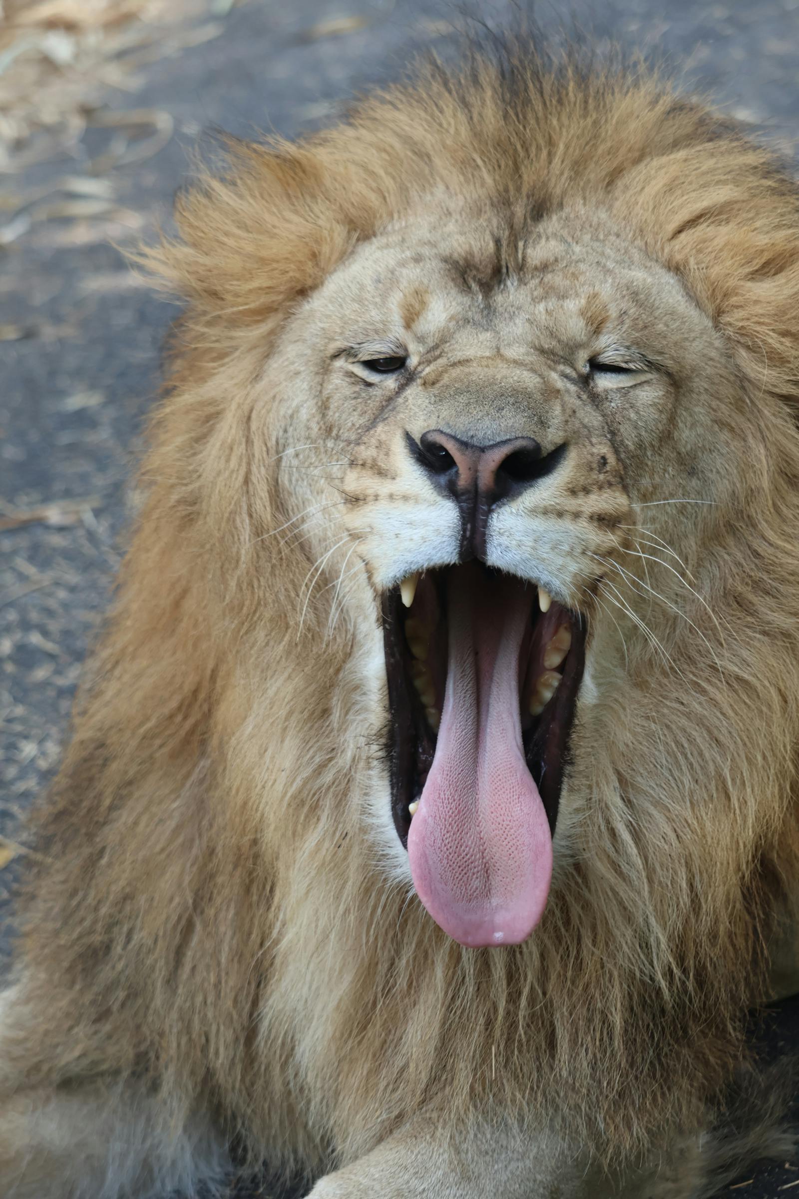 Lion Roaring Photos, Download The BEST Free Lion Roaring Stock Photos ...