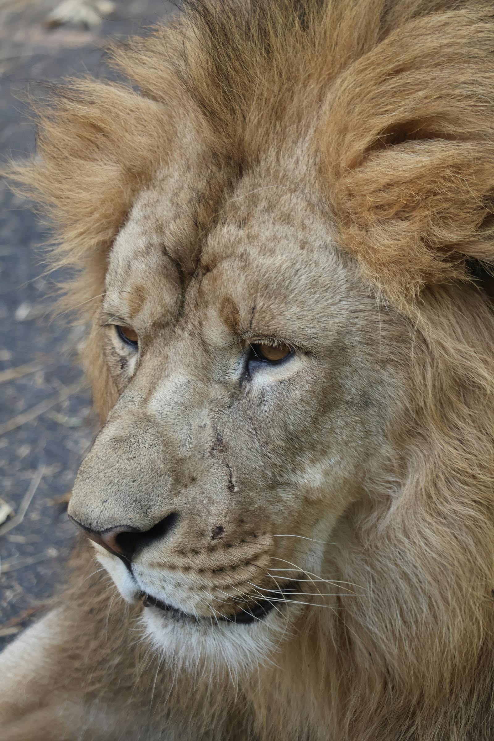 Lion Face Photos, Download The BEST Free Lion Face Stock Photos & HD Images