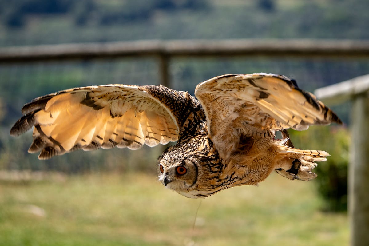 Owl Flying Photos, Download The BEST Free Owl Flying Stock Photos & HD ...