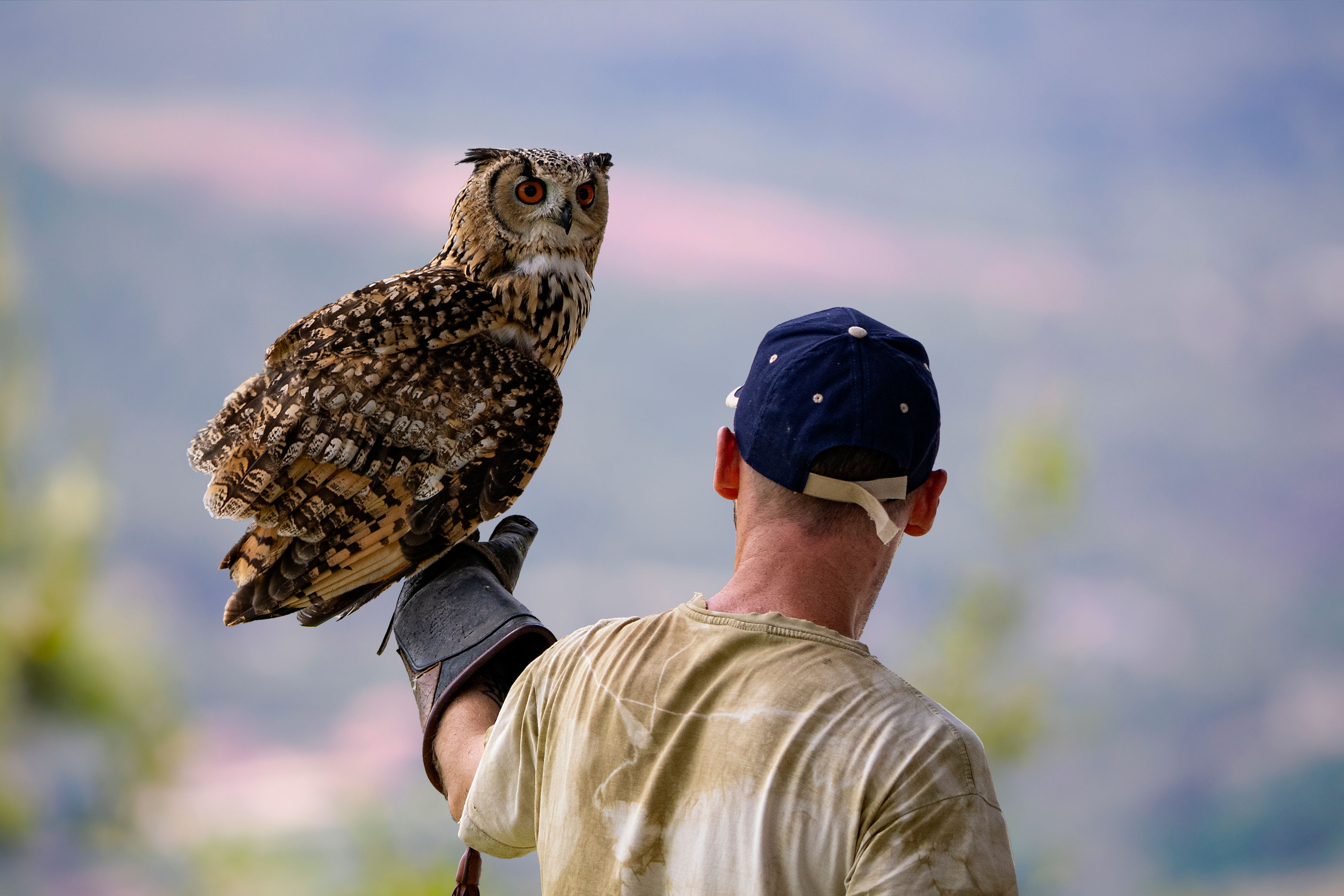 Man Holding an Owl on a Glove · Free Stock Photo