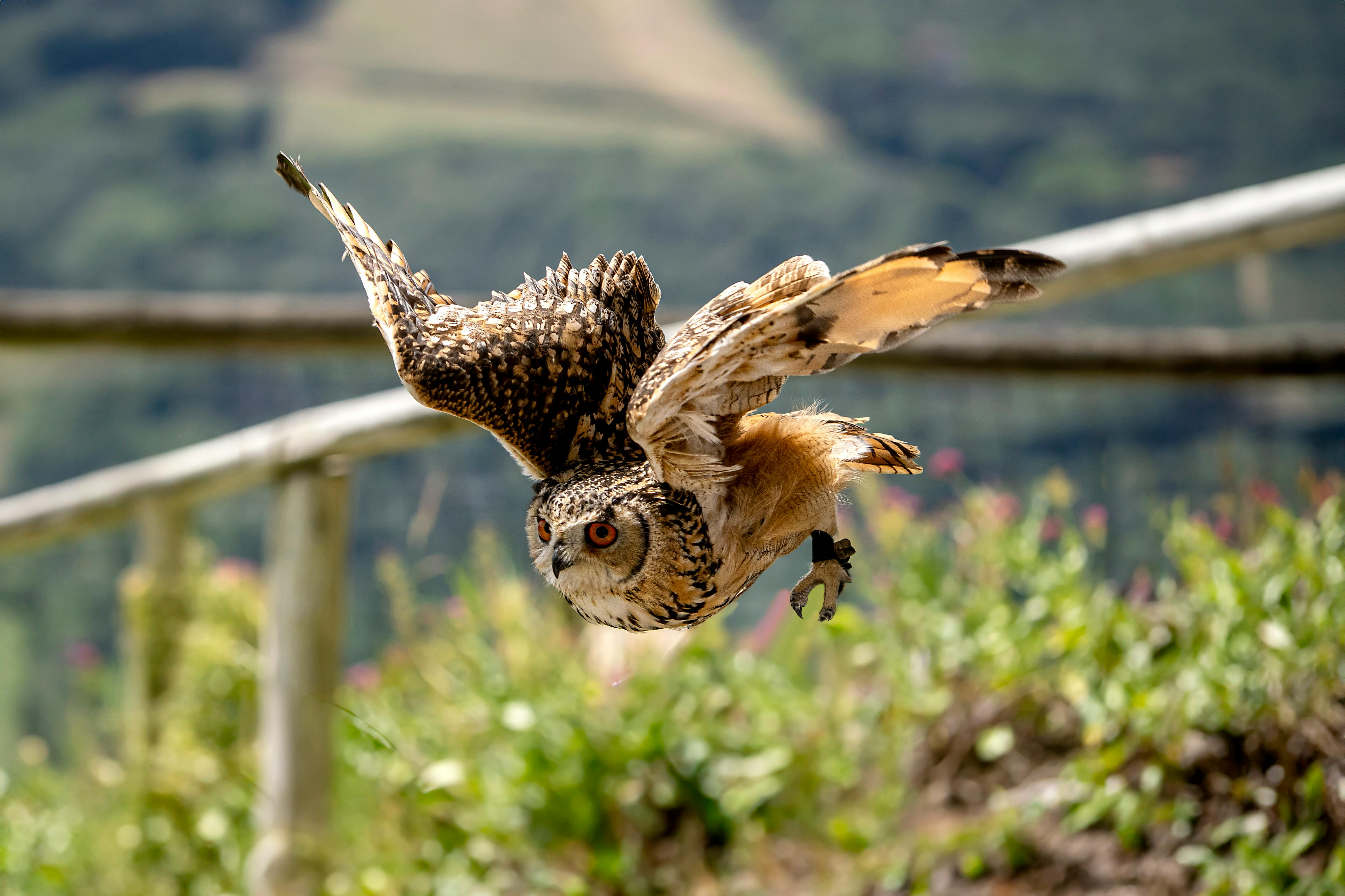 Foto de stock gratuita sobre alas, bubón bengalensis, búho, búho real ...