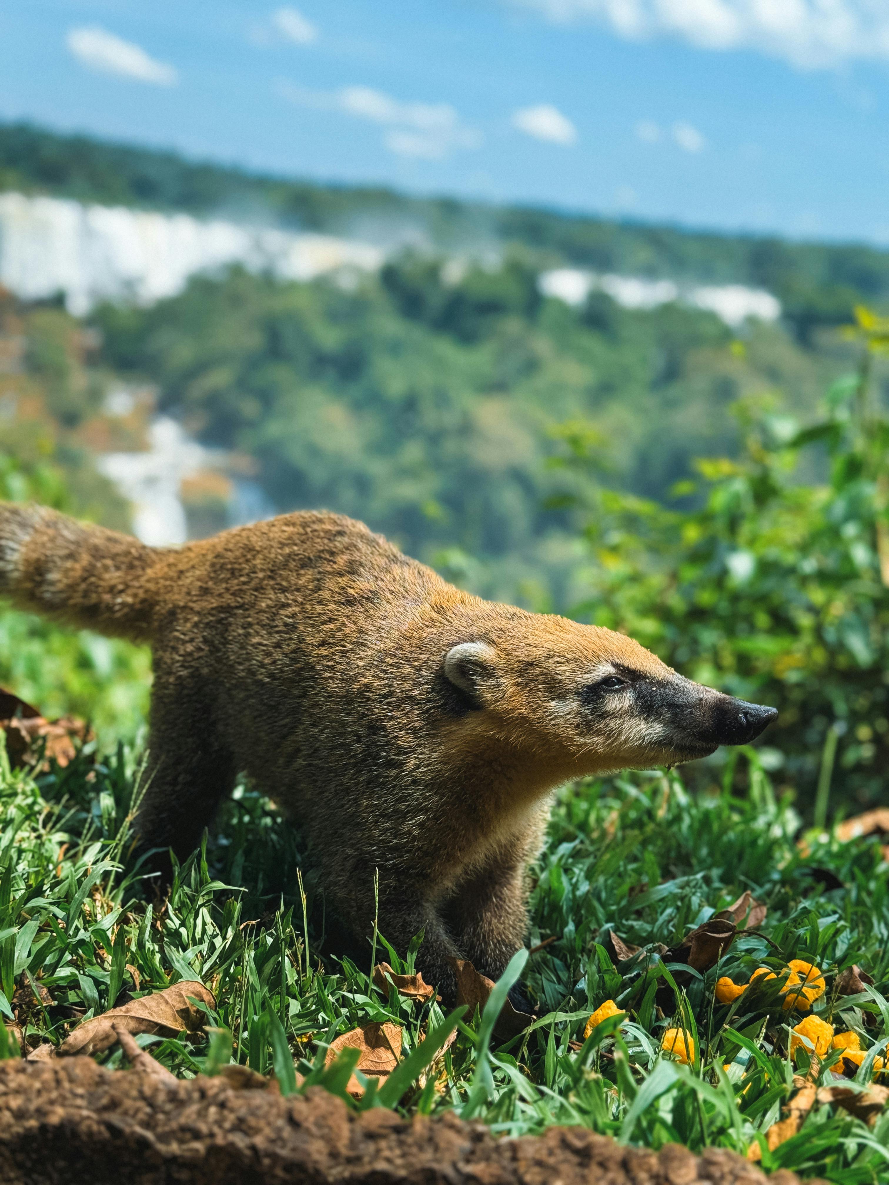 Foto de stock gratuita sobre al aire libre, américa del sur, animal ...