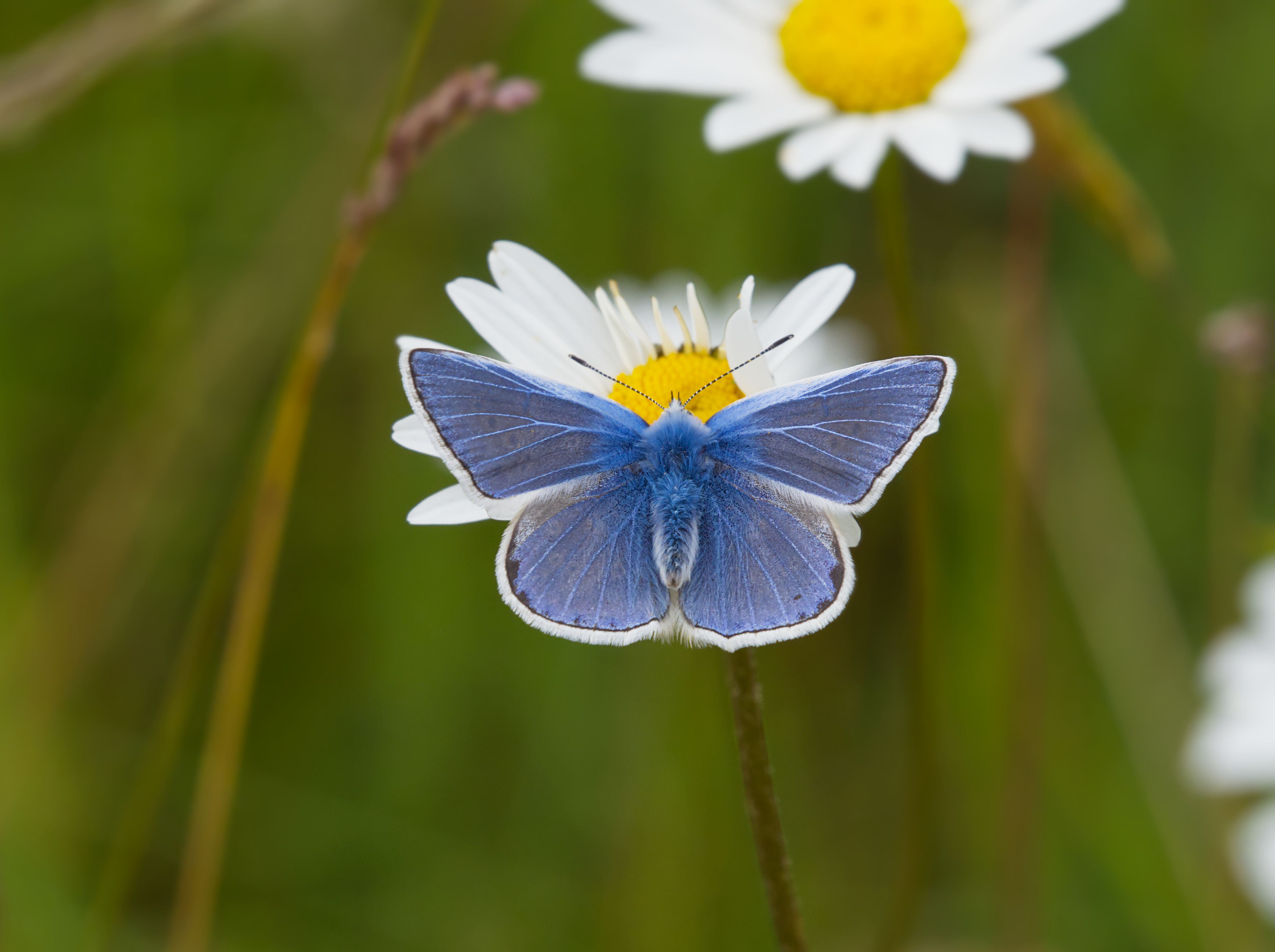 Common Blue Butterfly on Flower · Free Stock Photo