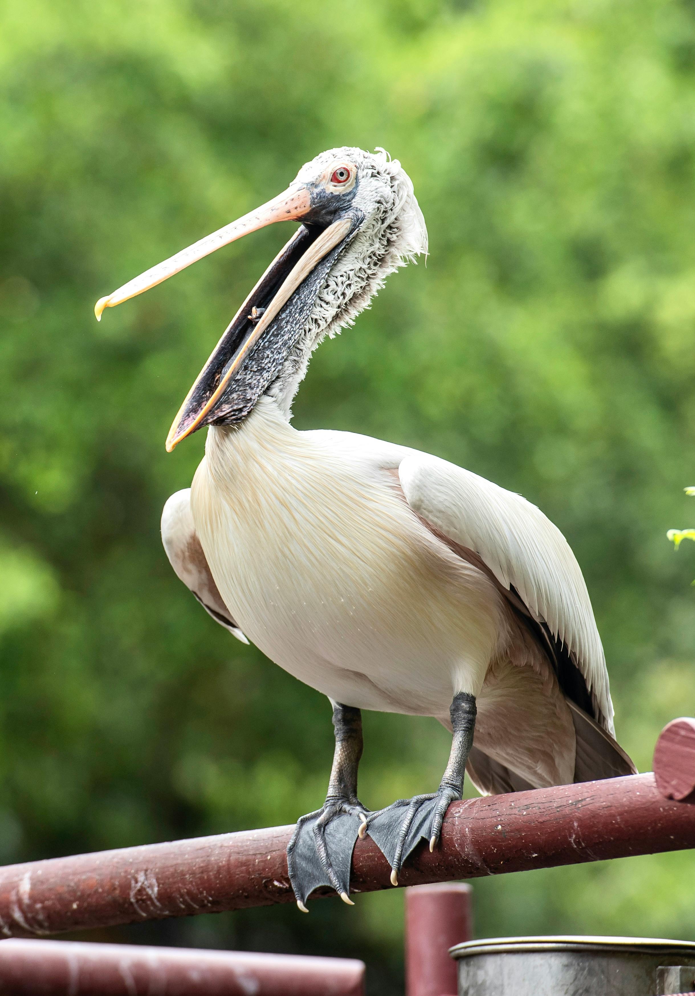 Pelican Sitting on Pole · Free Stock Photo