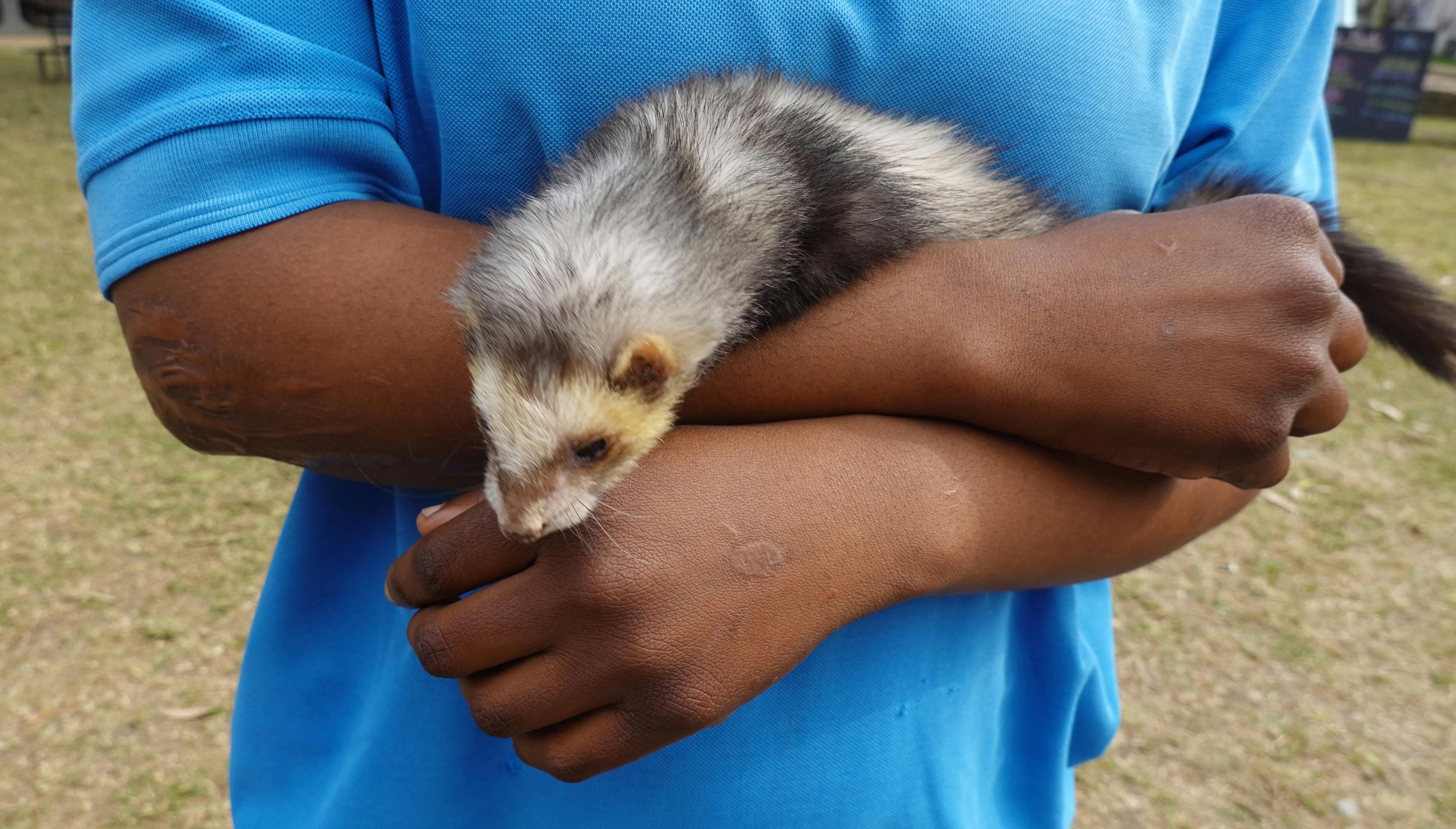 Boy Holding a Ferret · Free Stock Photo