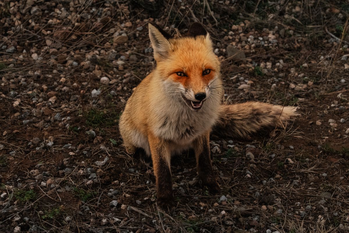 Fox Photos, Download The BEST Free Fox Stock Photos & HD Images