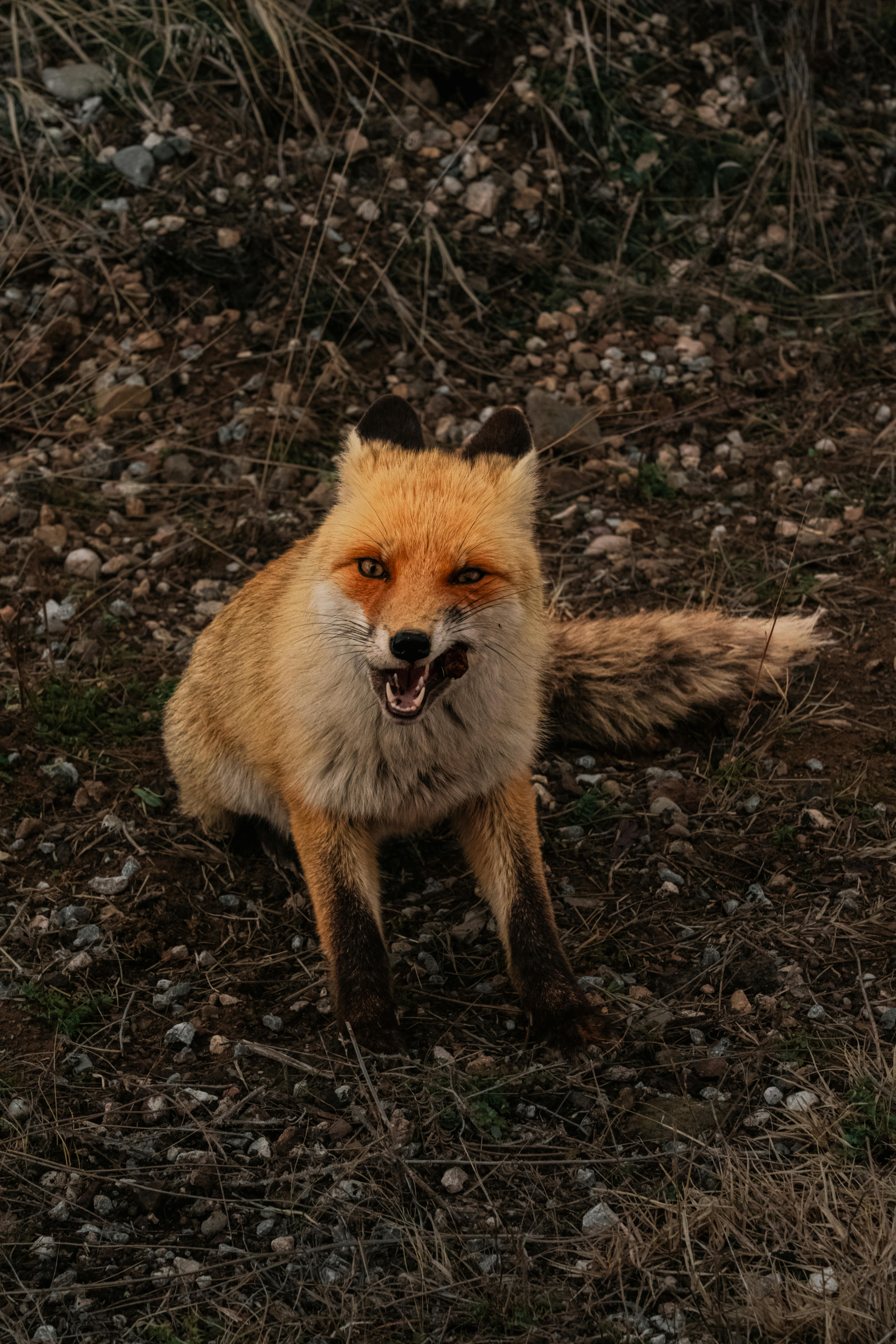 Close Up Photo of True Fox Animal at Daytime · Free Stock Photo