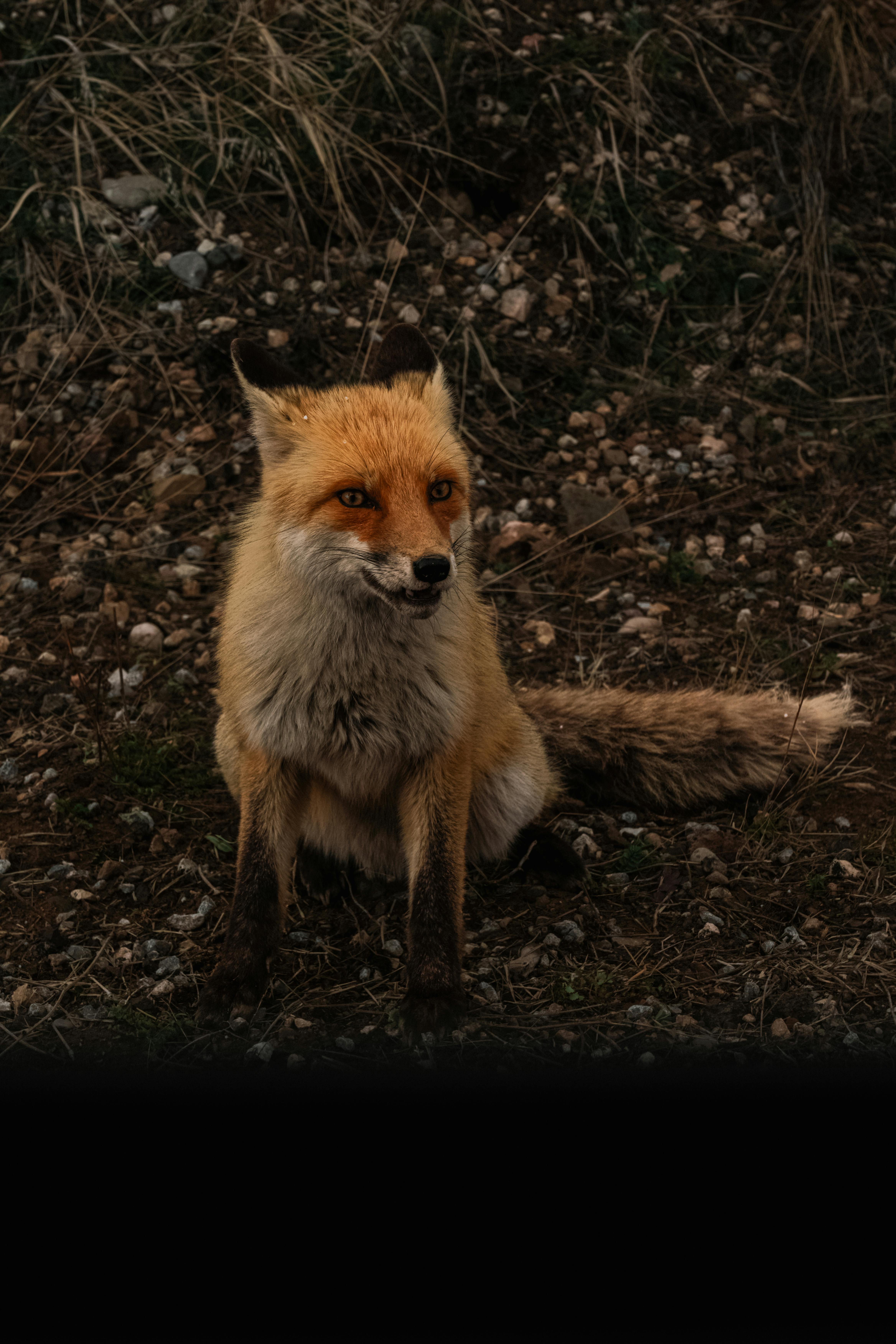 Close Up Photo of a Fox on the Street · Free Stock Photo