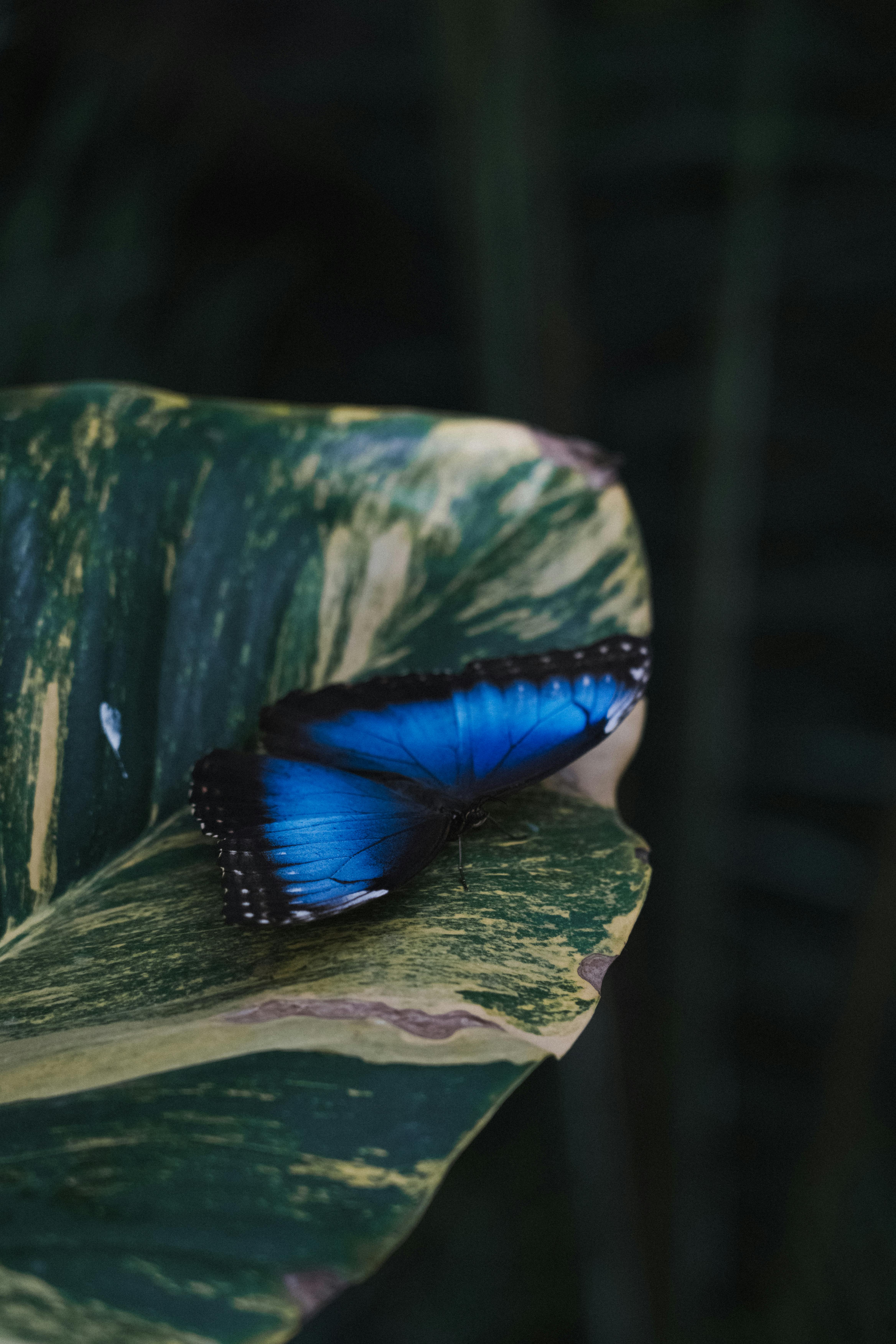 Blue Butterfly on Leaf · Free Stock Photo