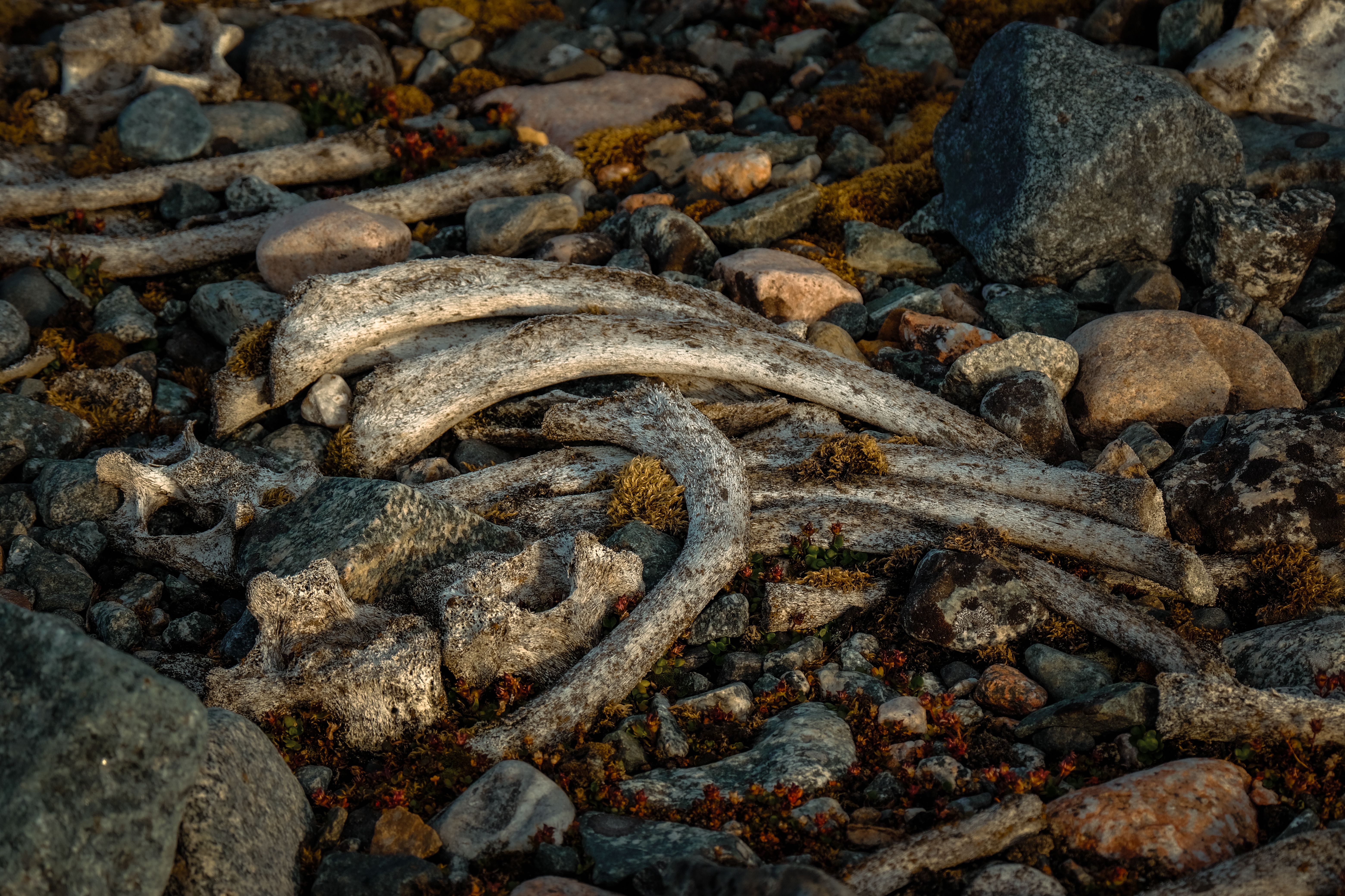 Close-up of Old Bones Among the Stones · Free Stock Photo