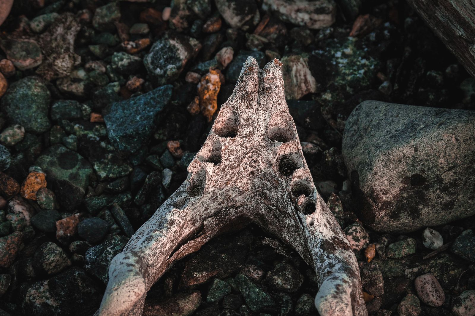 Bone Texture Photos, Download The BEST Free Bone Texture Stock Photos ...