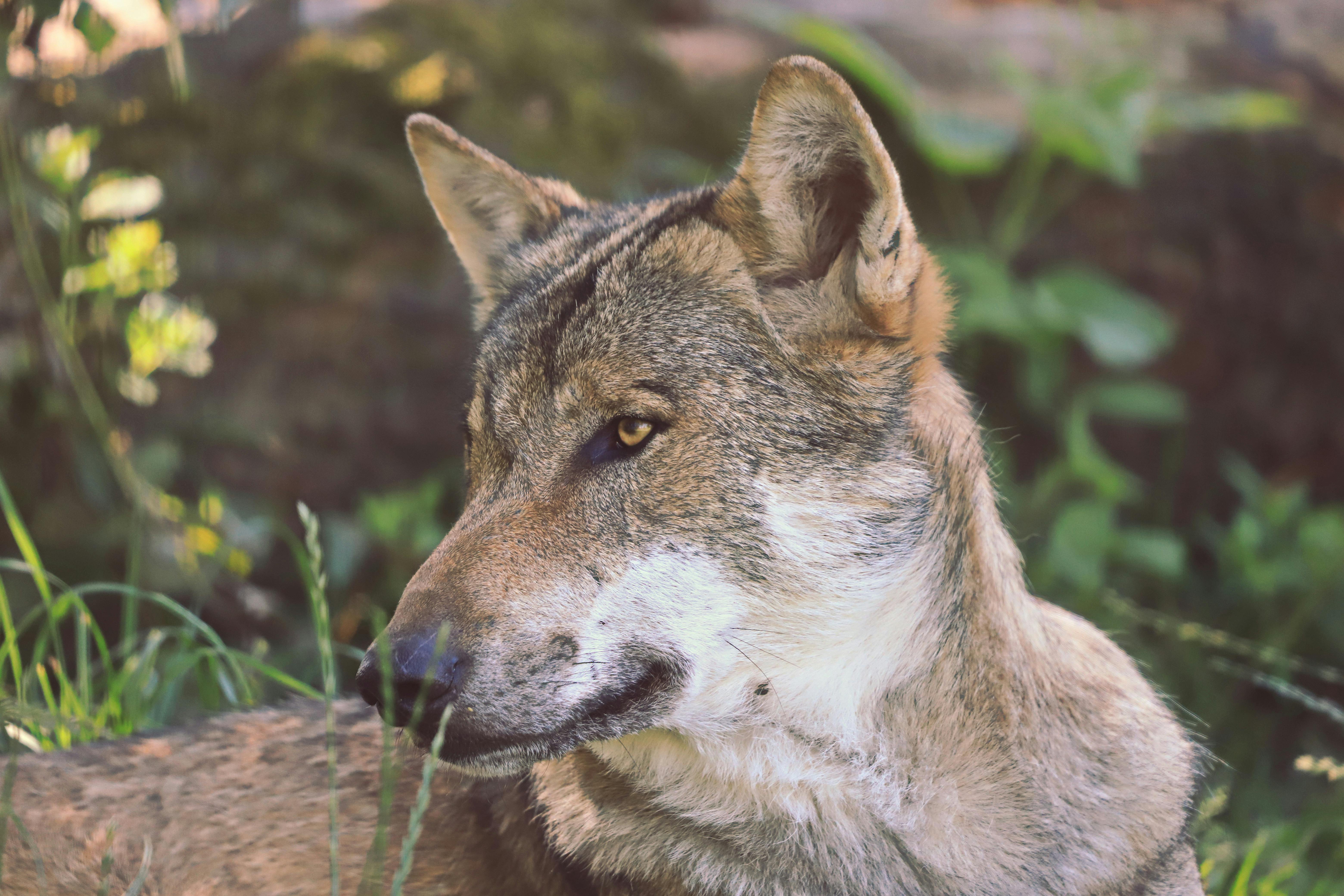 Wolf Dynamics Photos, Download The BEST Free Wolf Dynamics Stock Photos & HD Images