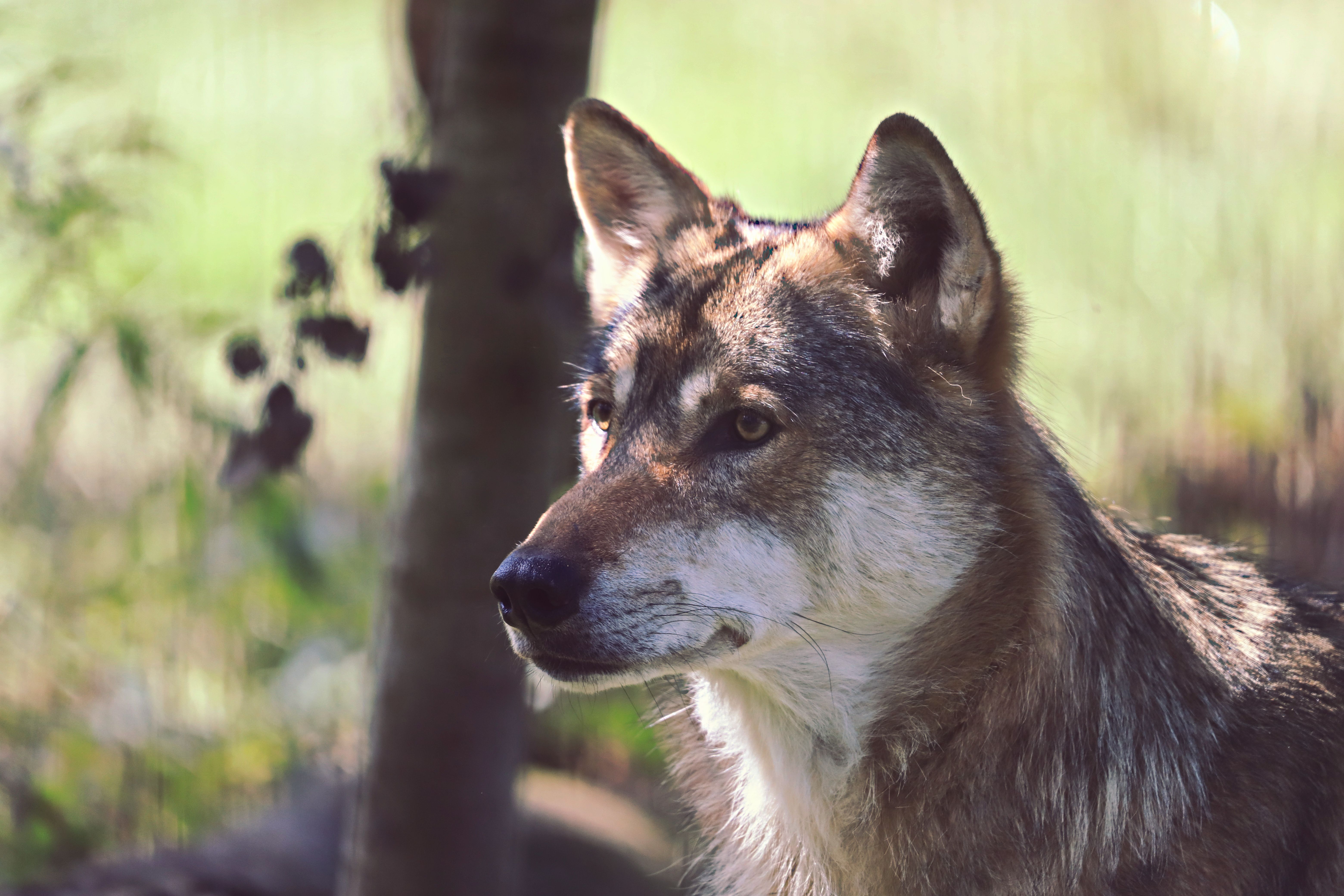 Close-up of Iberian Wolf Head · Free Stock Photo