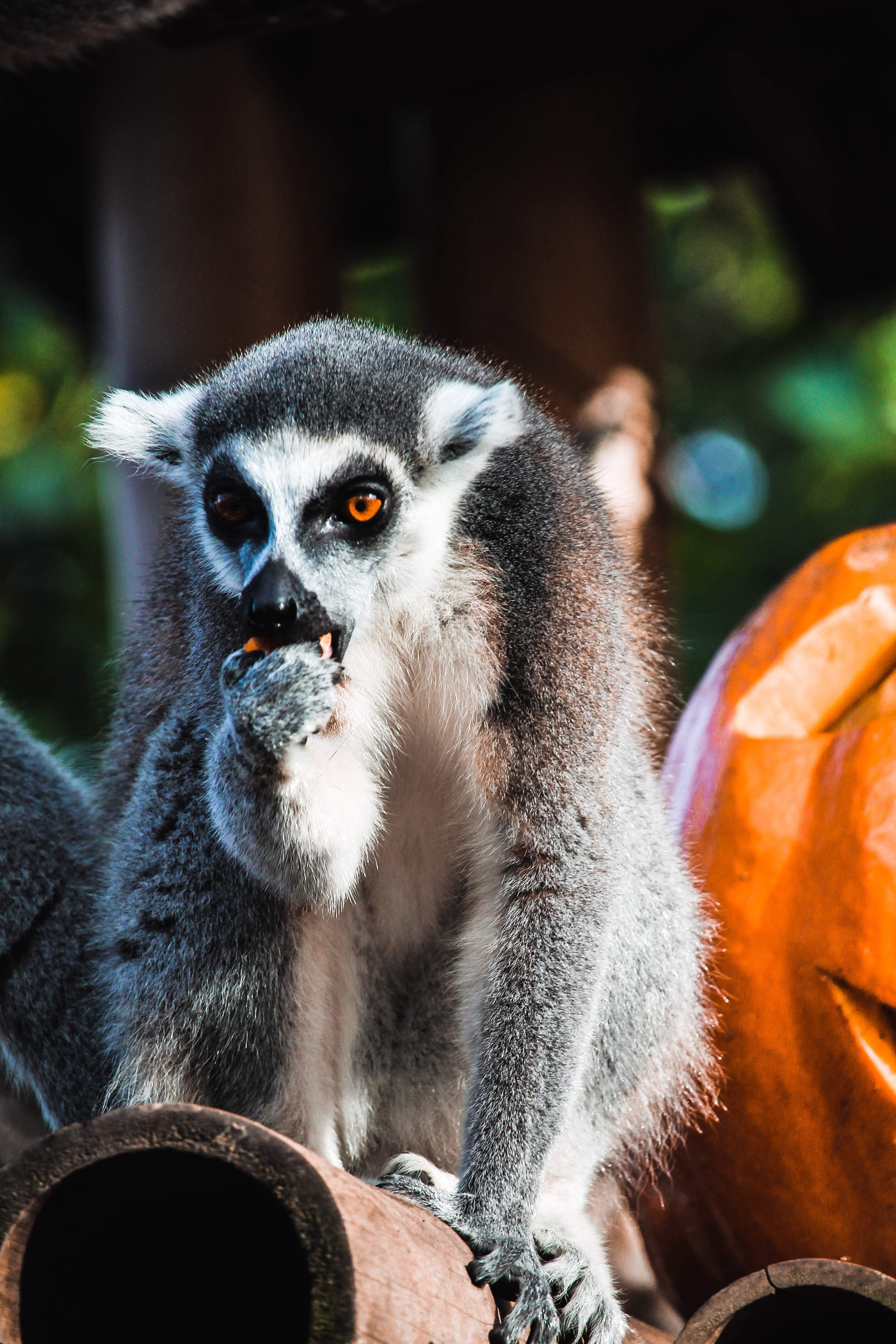 Lemur Eating Food · Free Stock Photo