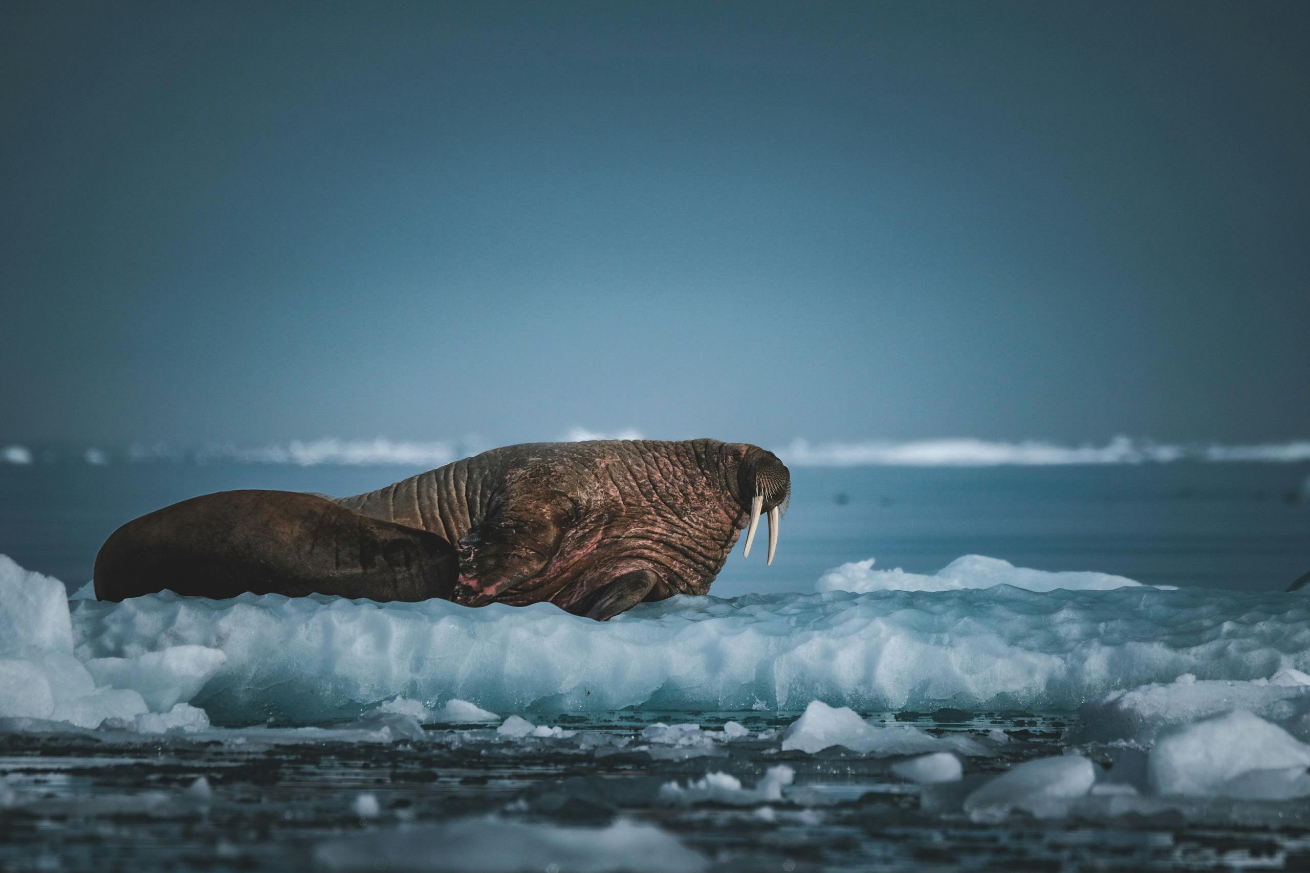 A walrus laying on the ice with its head up · Free Stock Photo