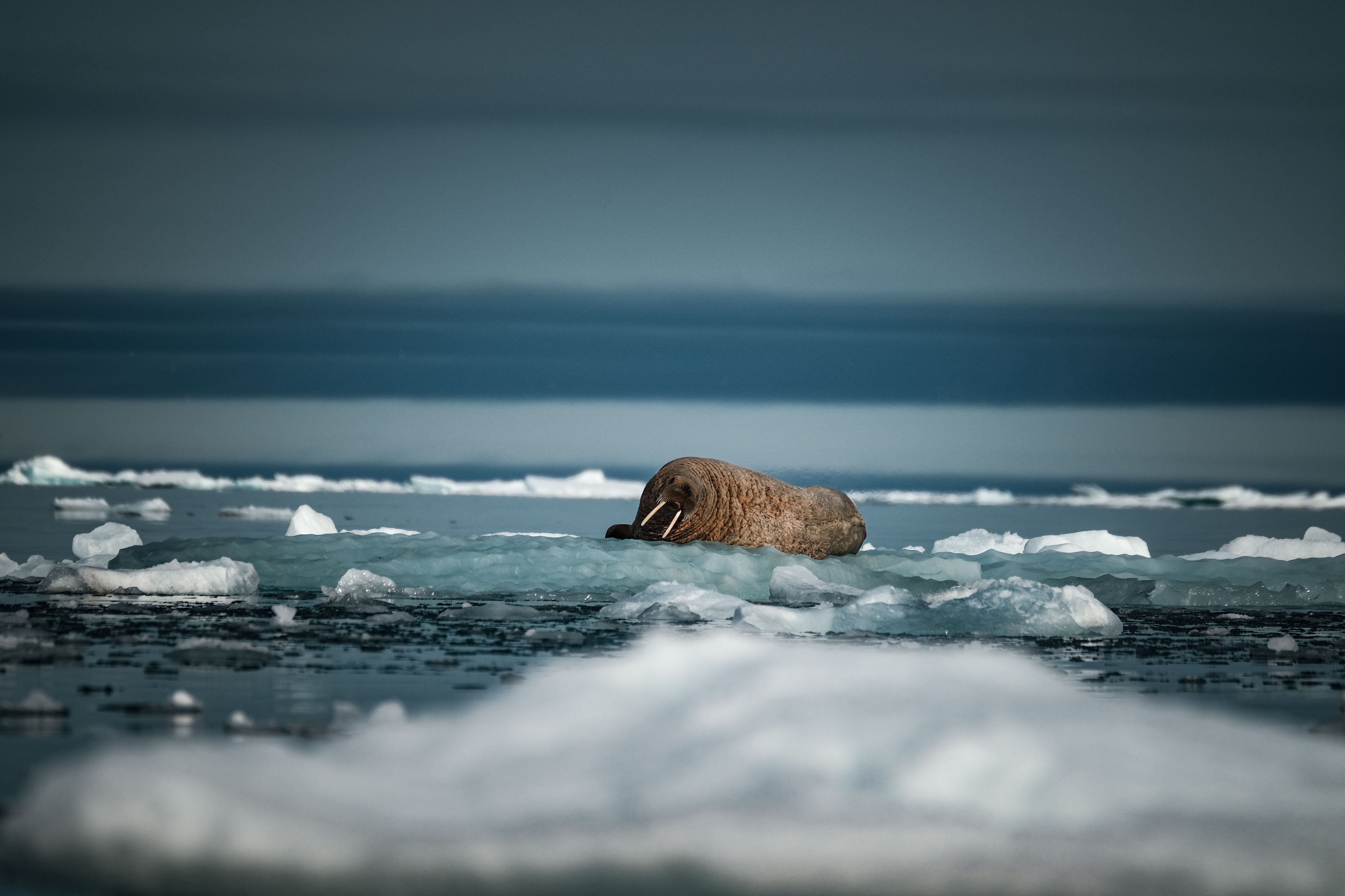 A seal is laying on the ice in the water · Free Stock Photo