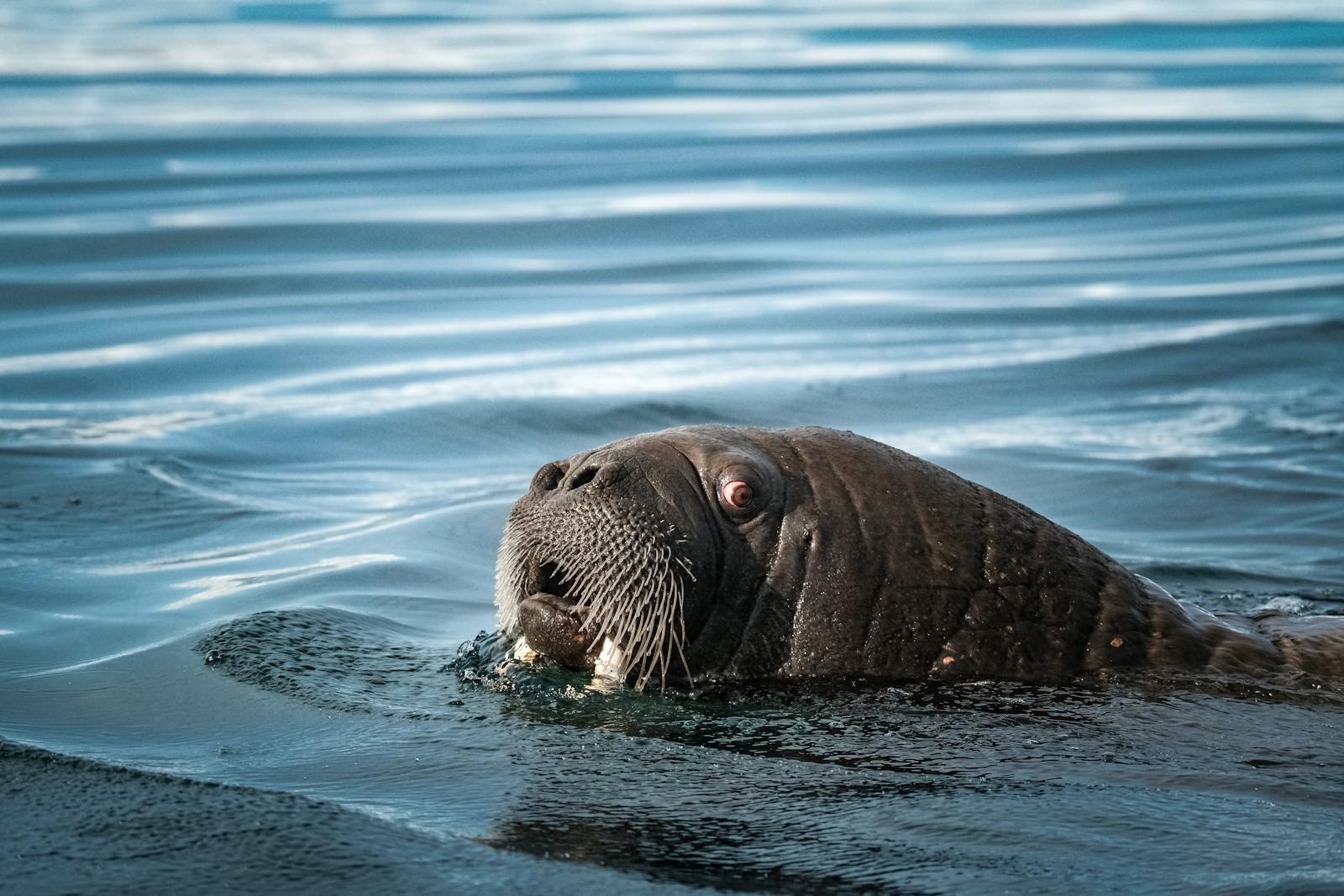 Walrus Photos, Download The BEST Free Walrus Stock Photos & HD Images
