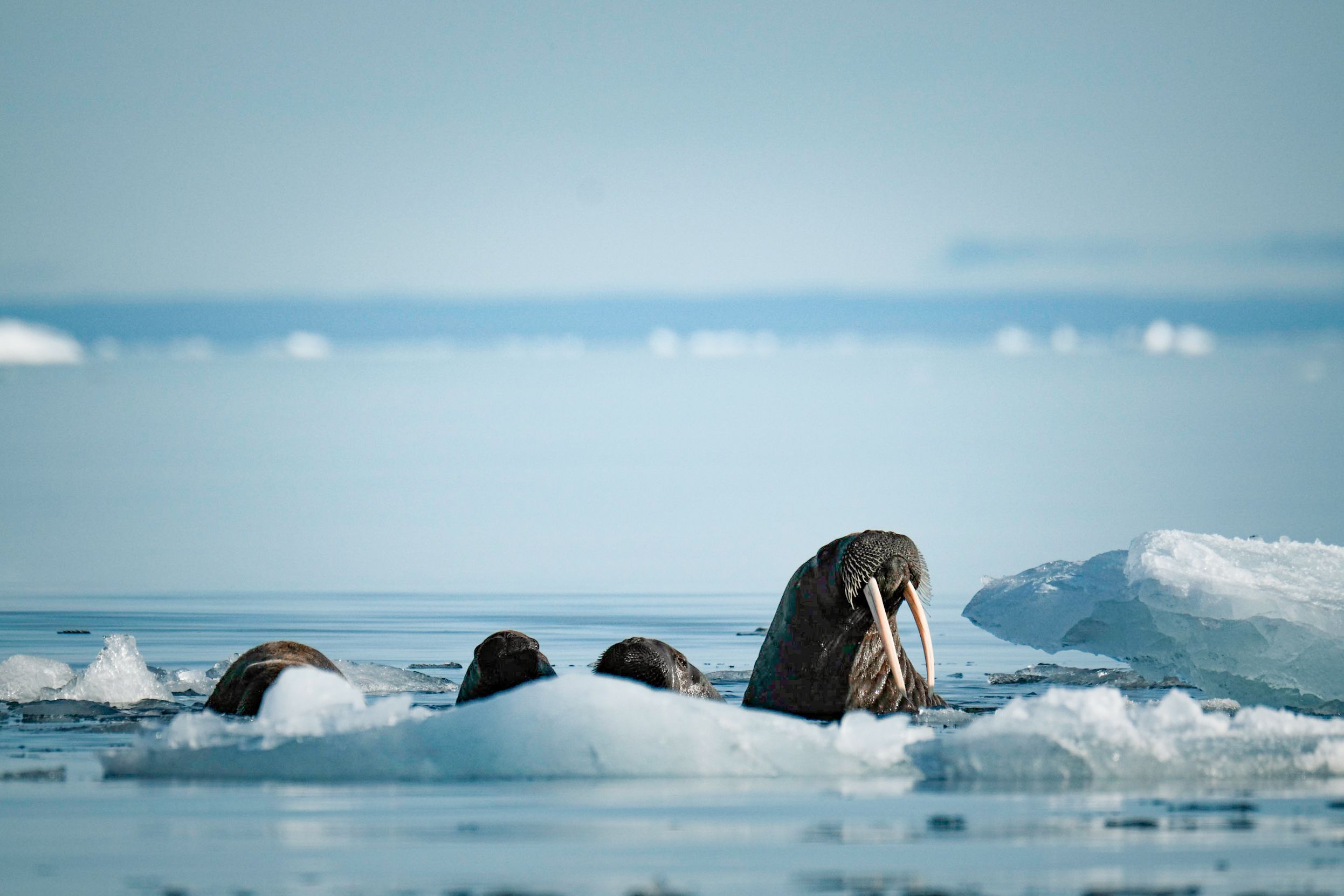 Walruses behind Ice on Sea Shore · Free Stock Photo