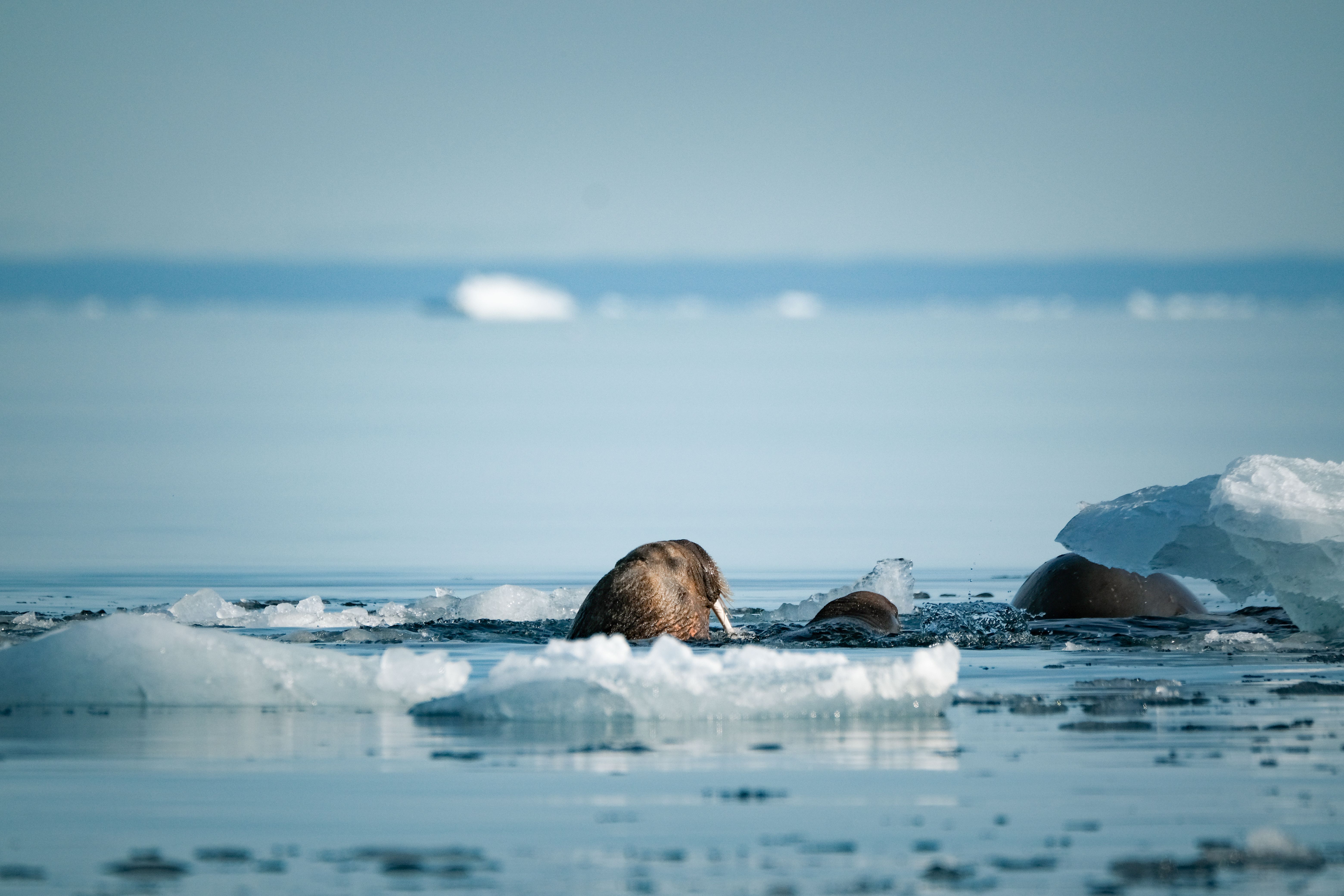 Sea Lions in Cold Ocean · Free Stock Photo