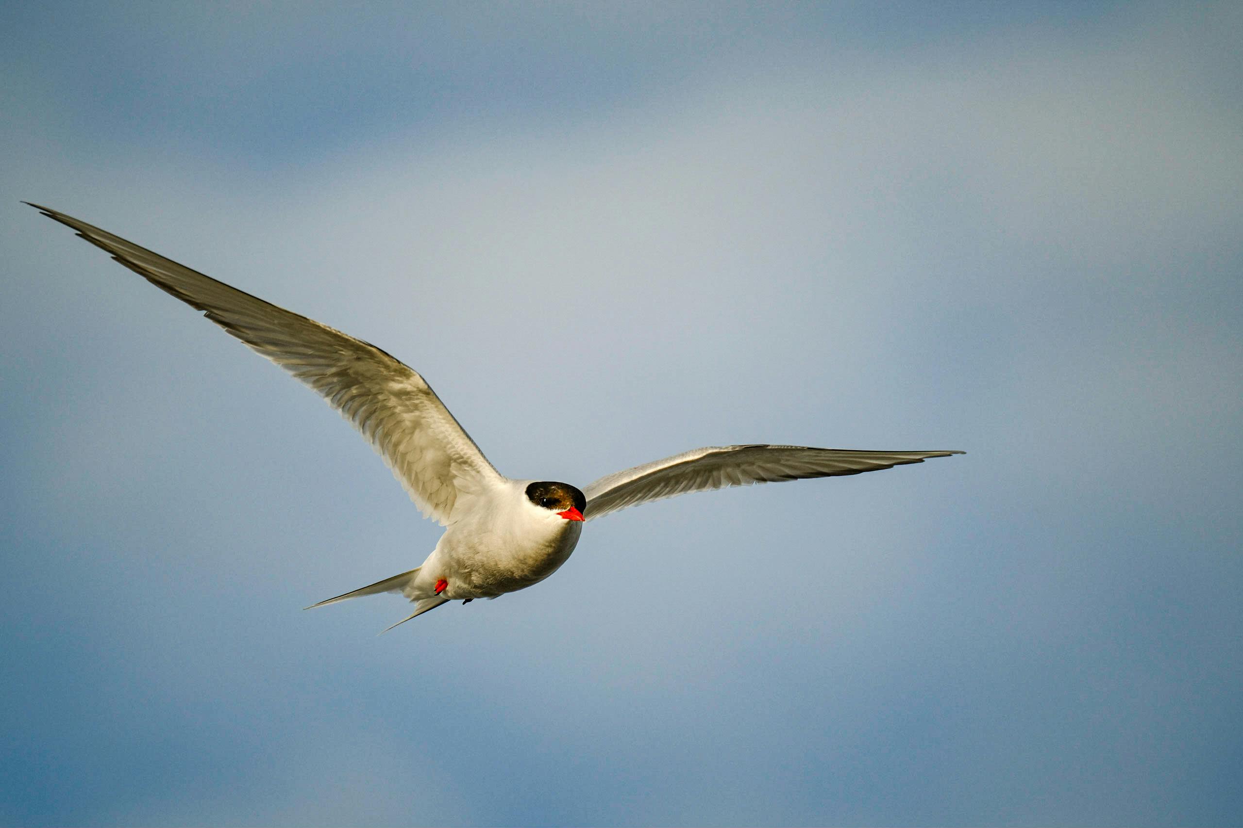 Flying Barn Swallow · Free Stock Photo