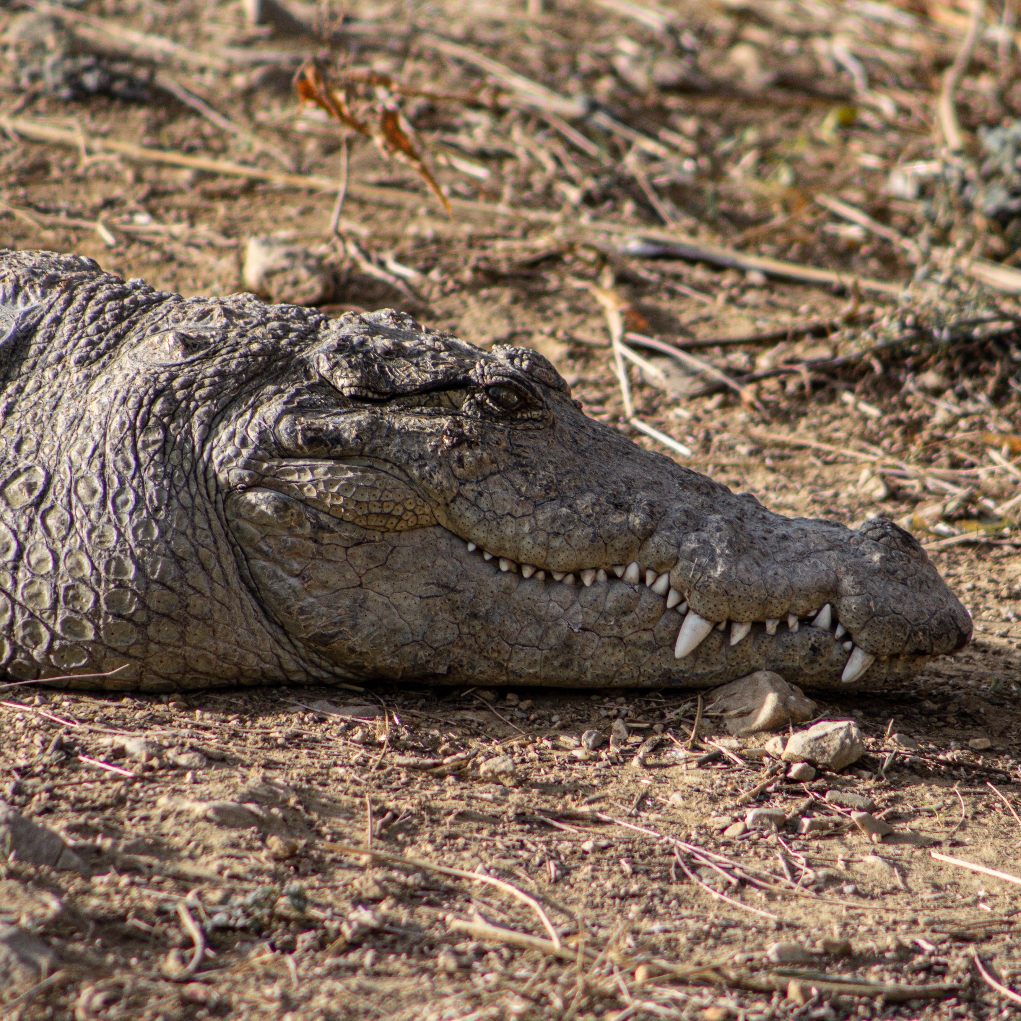 Head of Crocodile Lying Down on Ground · Free Stock Photo