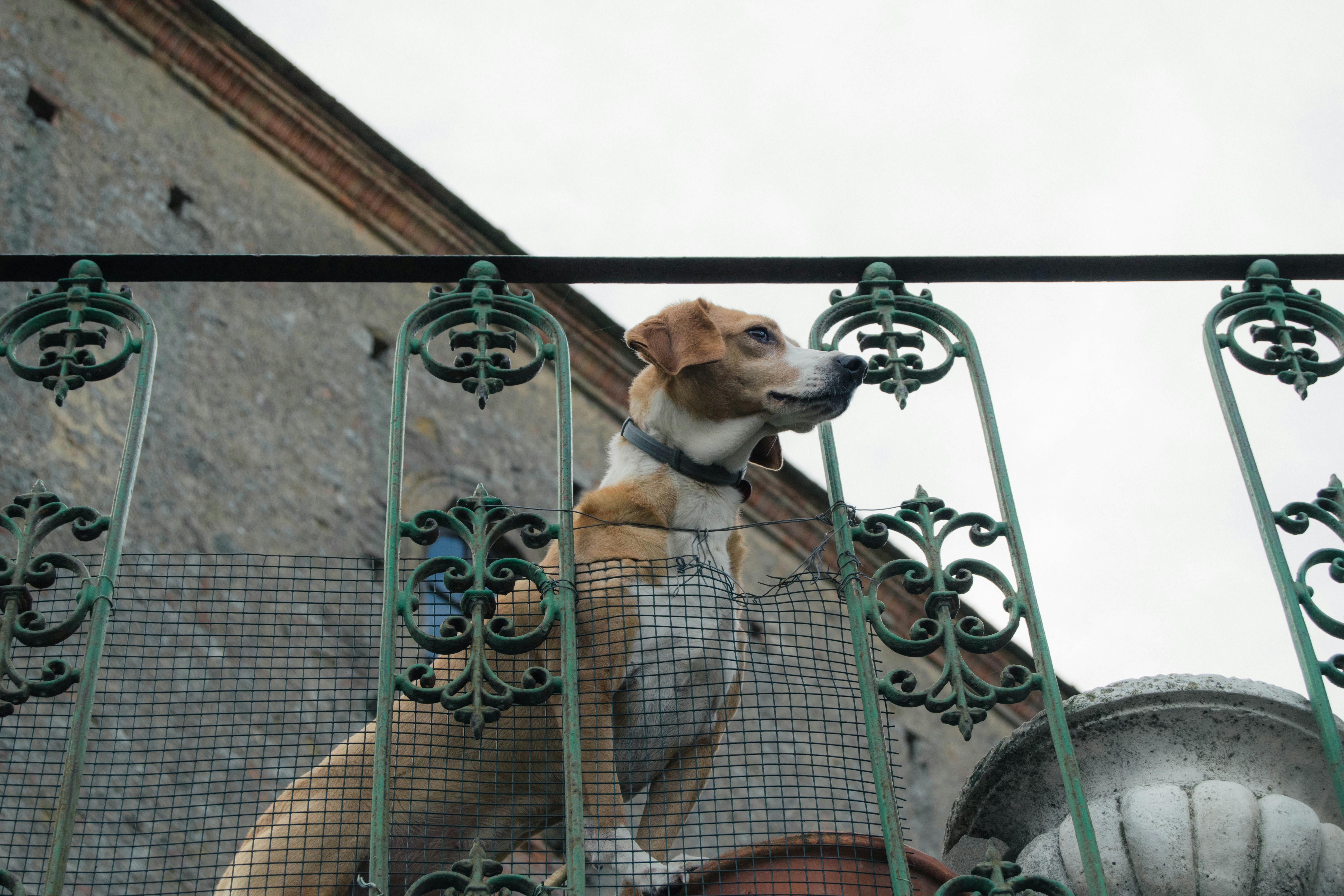Dog behind Railing · Free Stock Photo