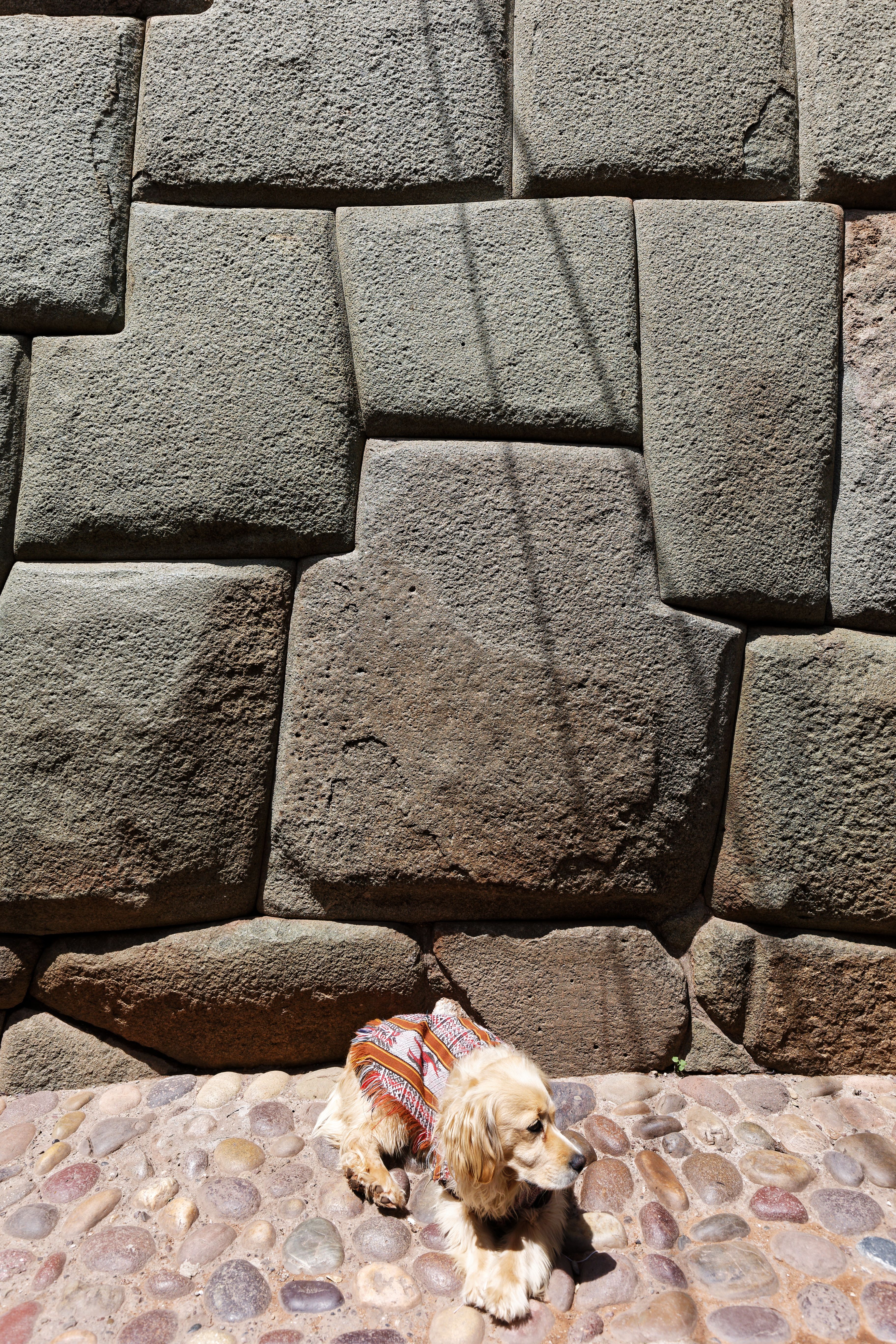 Dog Lying by Twelve-angled Stone Wall Archeological Artifact in Cuzco ...