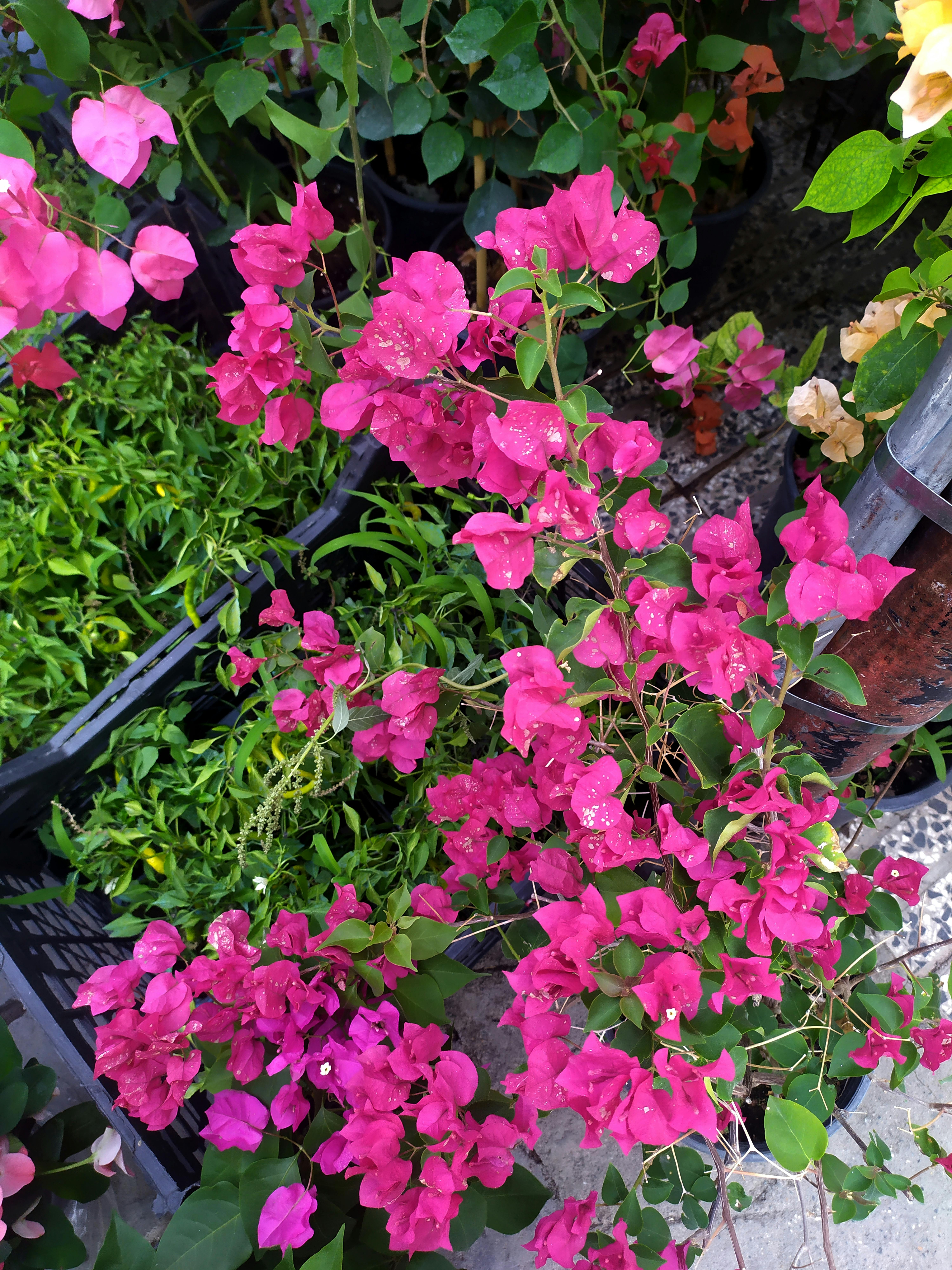 Melike Baran - 摄影