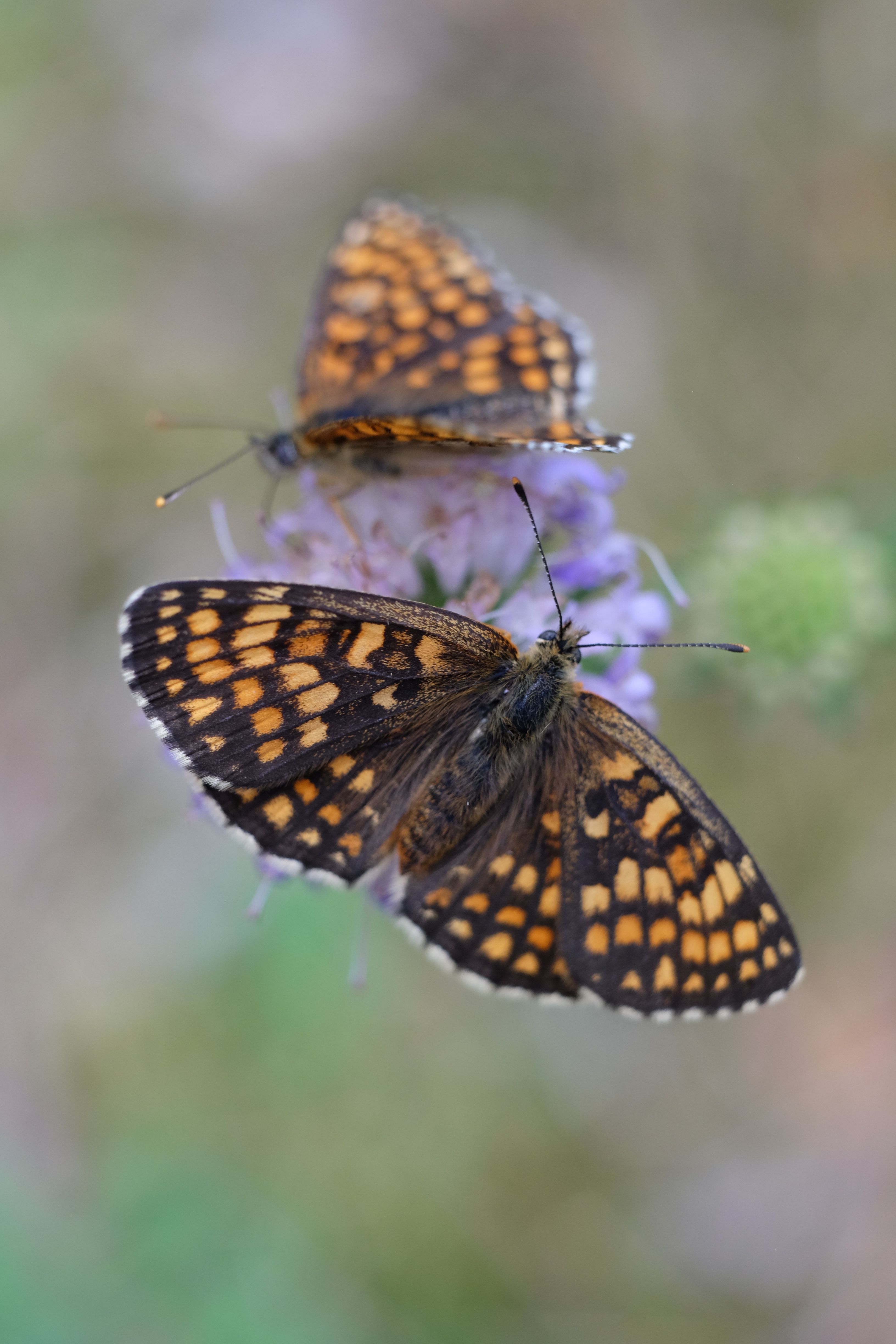 Two small brown and black butterflies on a flower · Free Stock Photo
