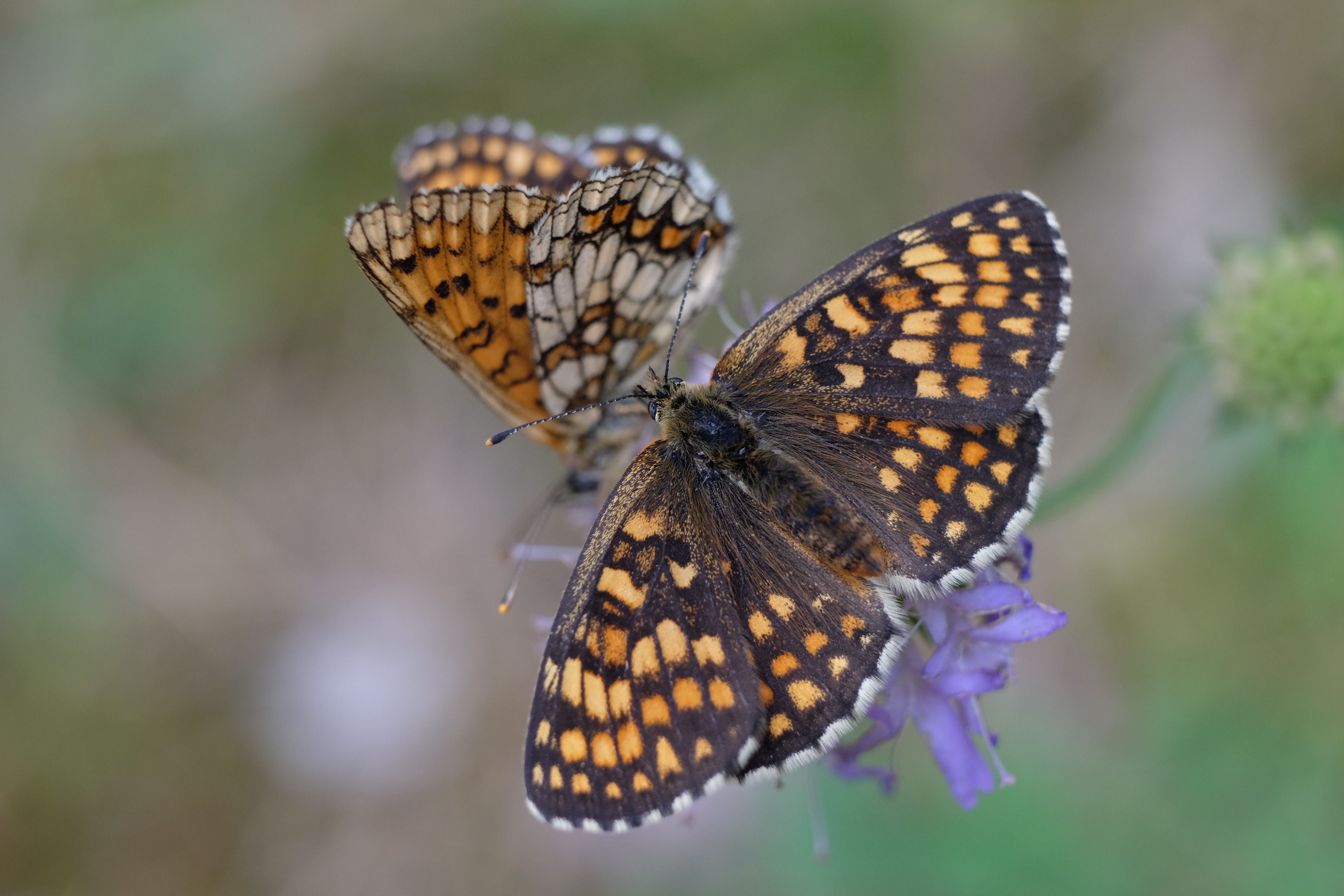 Two butterflies sitting on top of a purple flower · Free Stock Photo