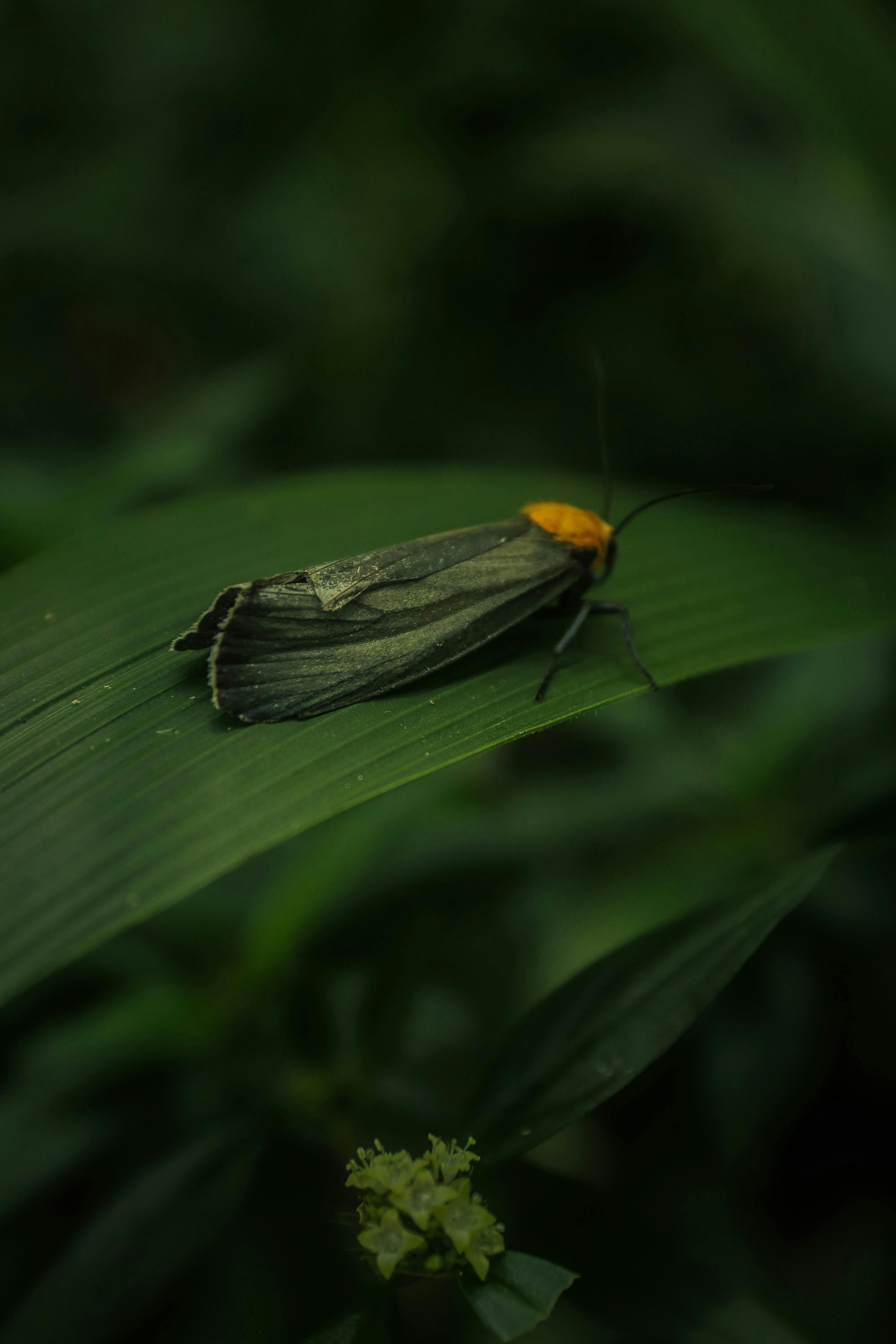 Closeup of Four-spotted Footman Moth Sitting on Green Leaf · Free Stock ...