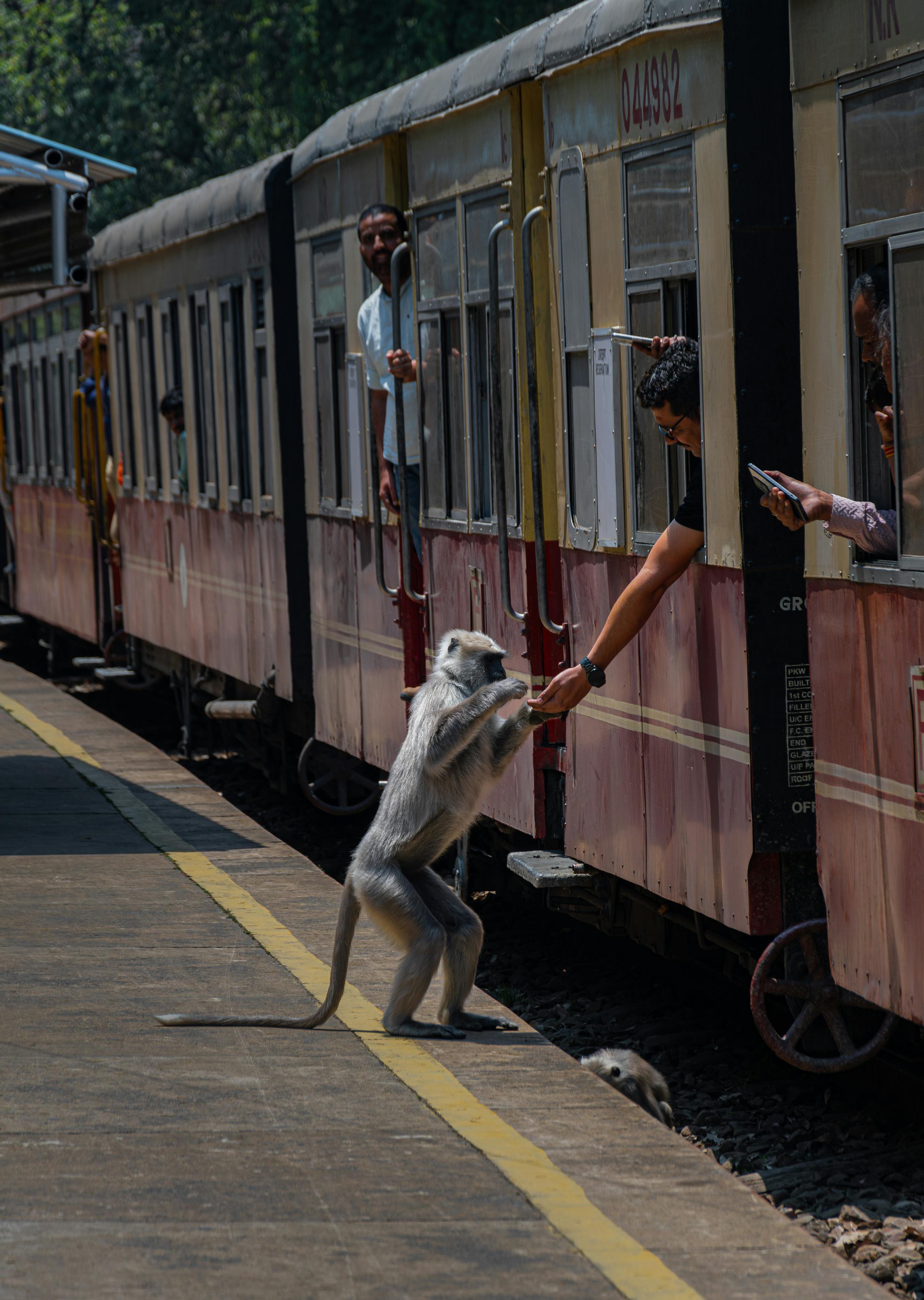 Monkey Standing near Man in Train Window · Free Stock Photo