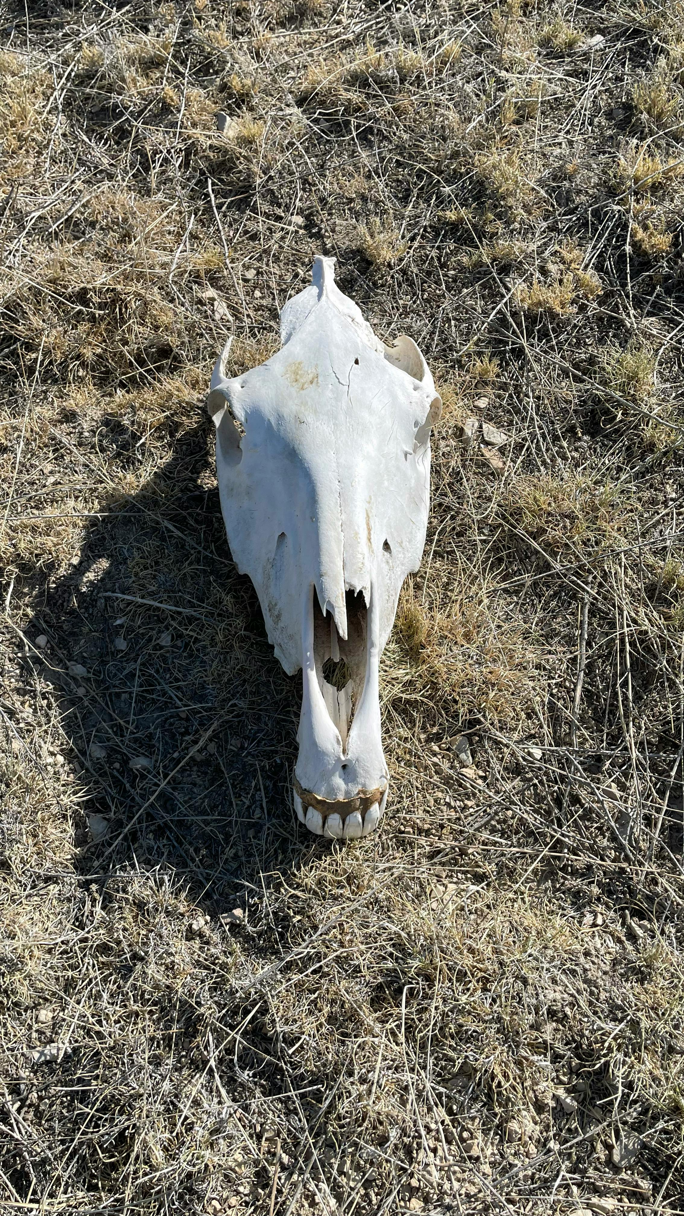 Bleached Bone Photos, Download The BEST Free Bleached Bone Stock Photos ...