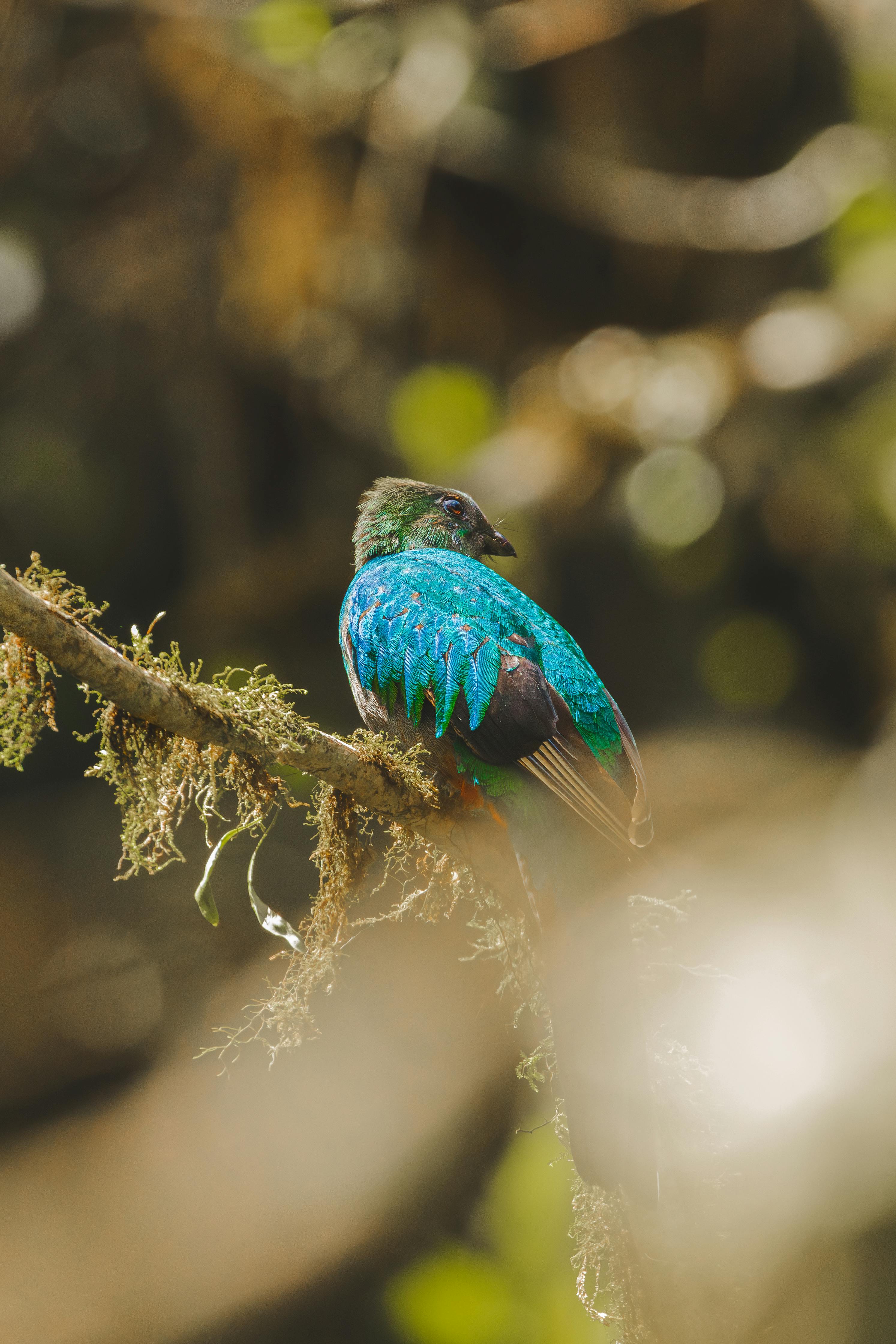Resplendent Quetzal Bird Flight Sequence in a Foggy Rainforest · Free ...