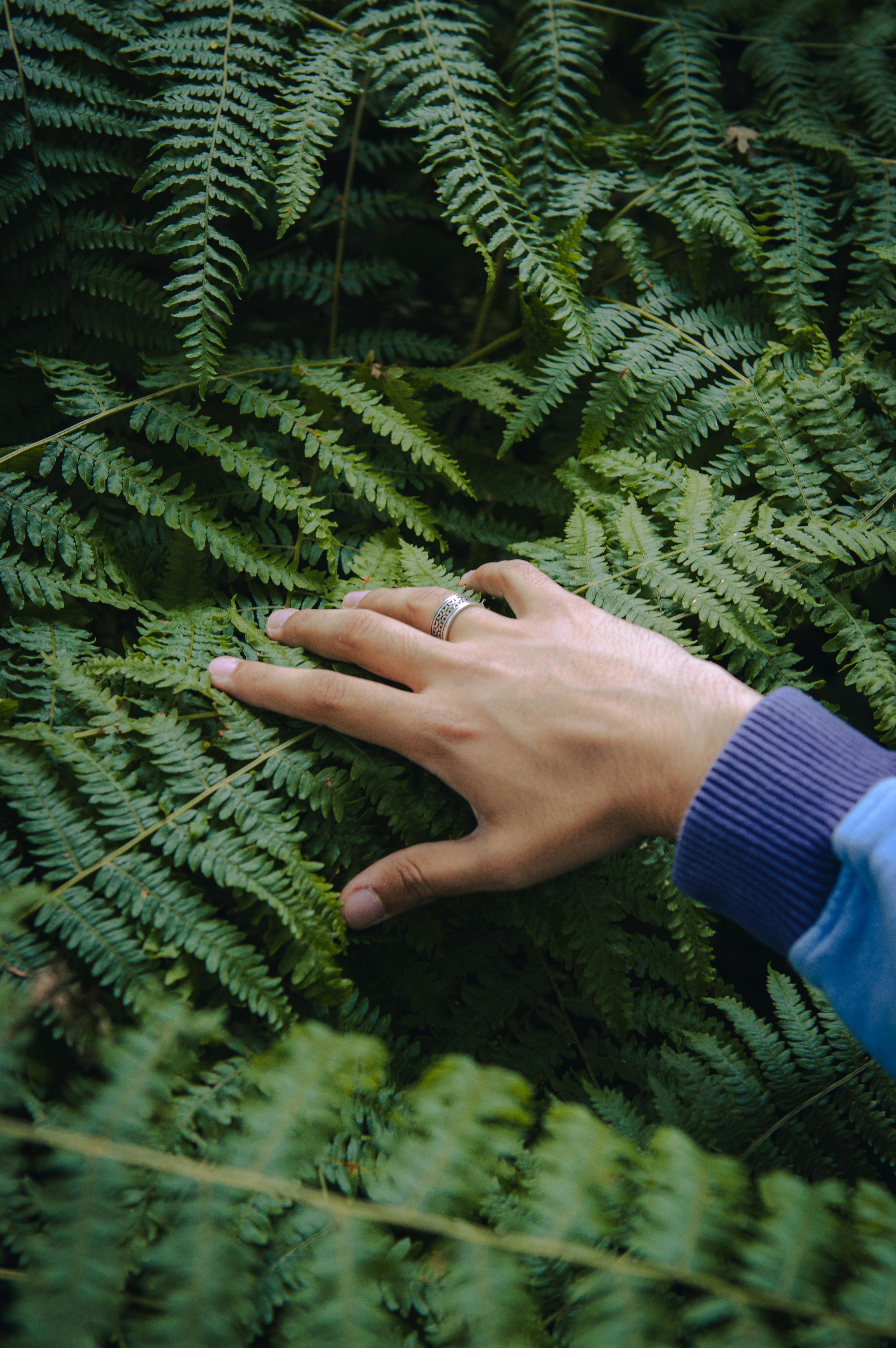 Person Hand Touching Fern Leaves · Free Stock Photo