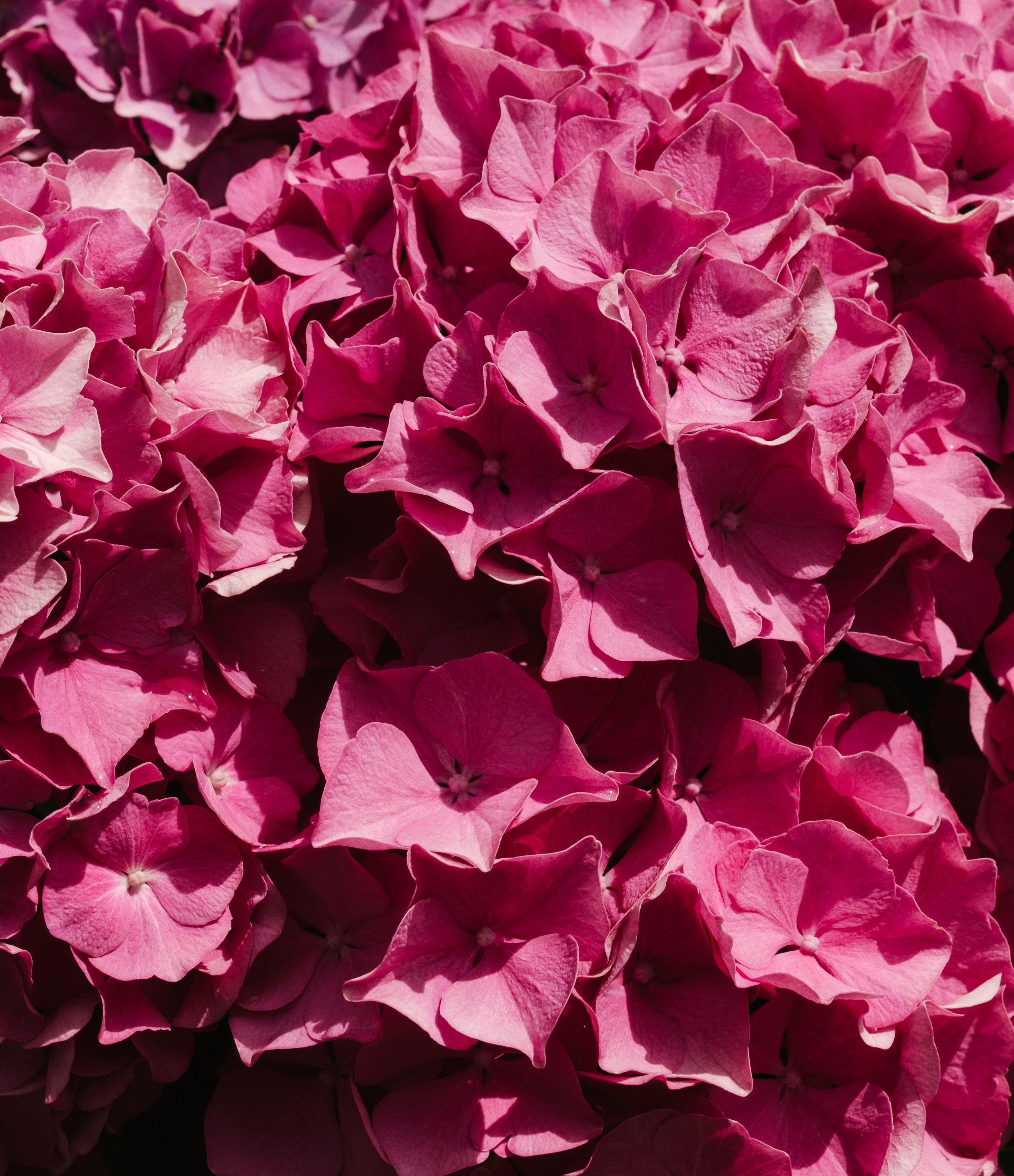 A close up of a bunch of pink flowers · Free Stock Photo
