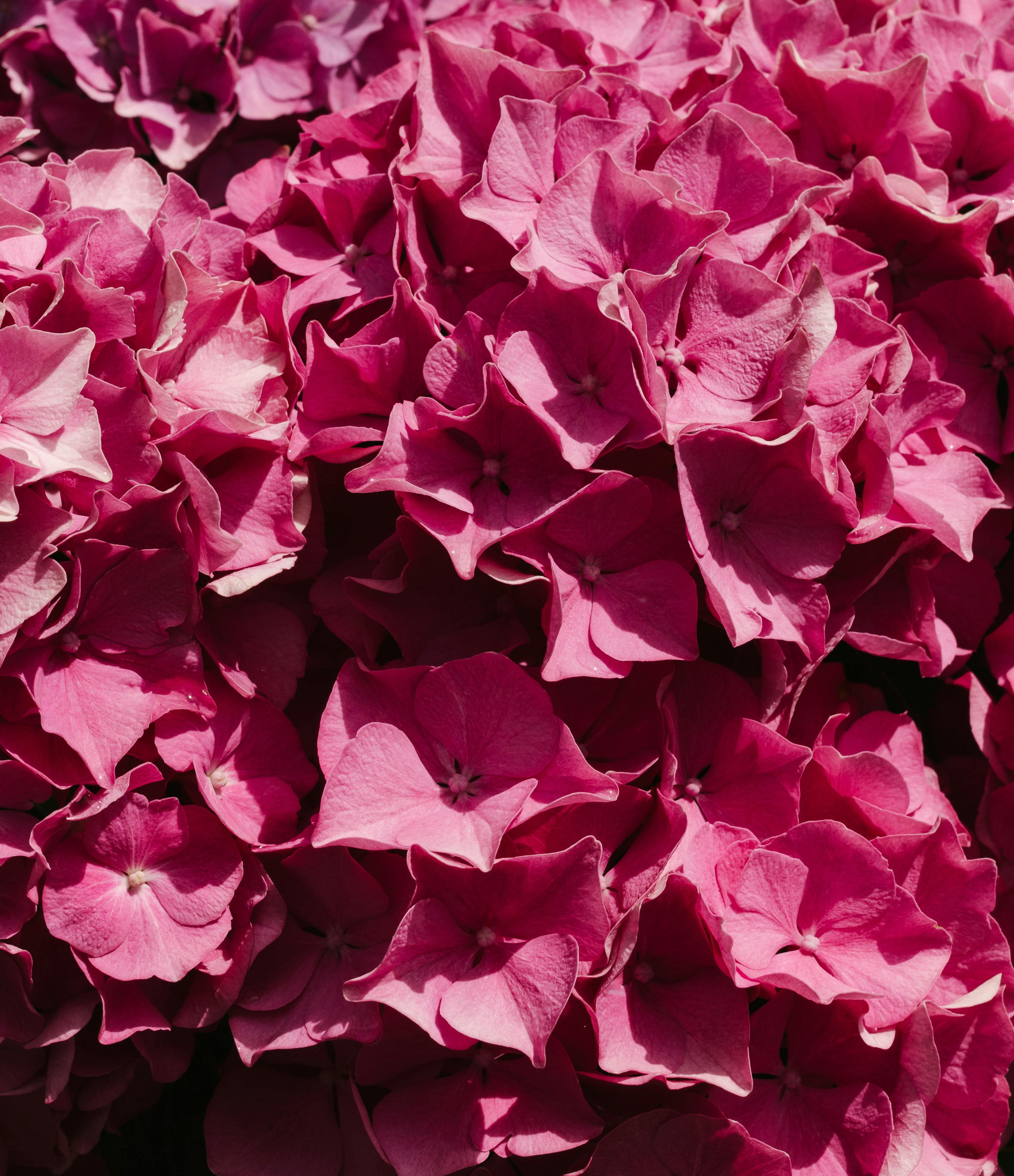 Assorted-color Flowers · Free Stock Photo