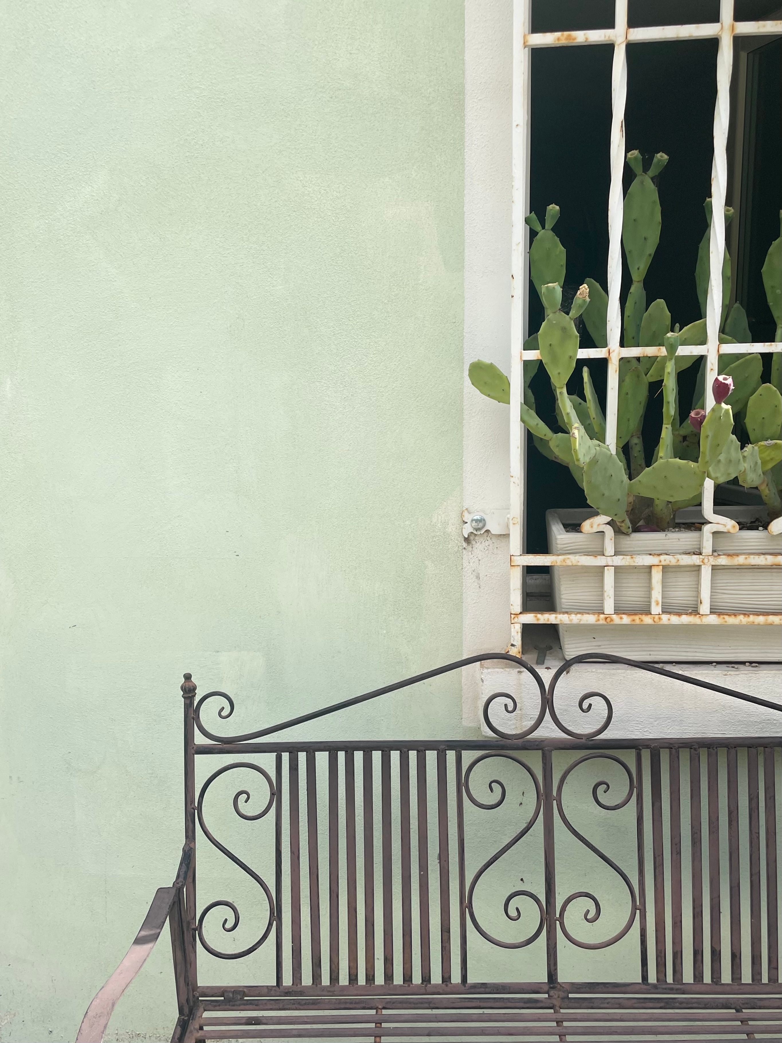 Cactus in House Window · Free Stock Photo