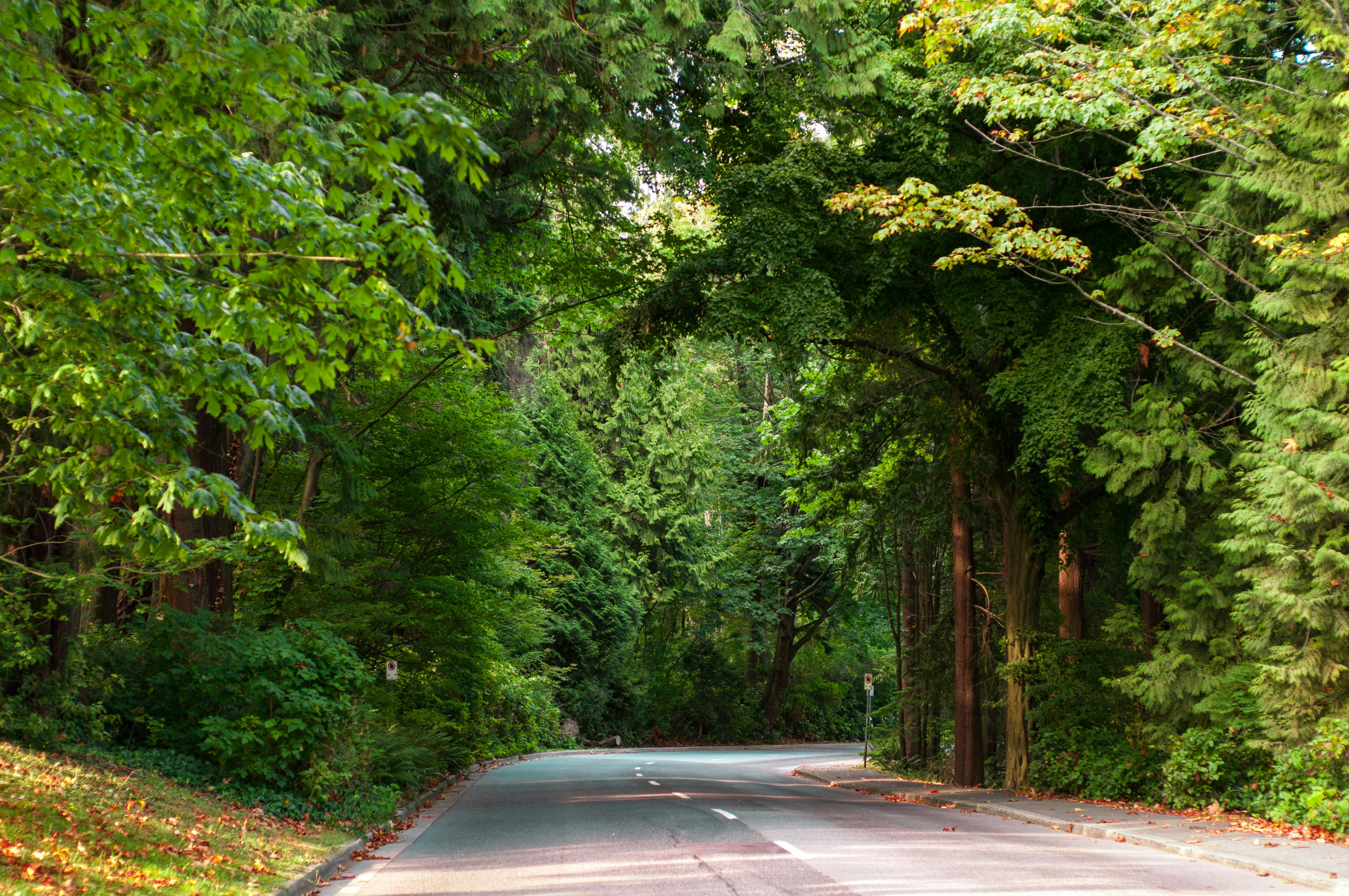 Empty Road in Green Forest · Free Stock Photo