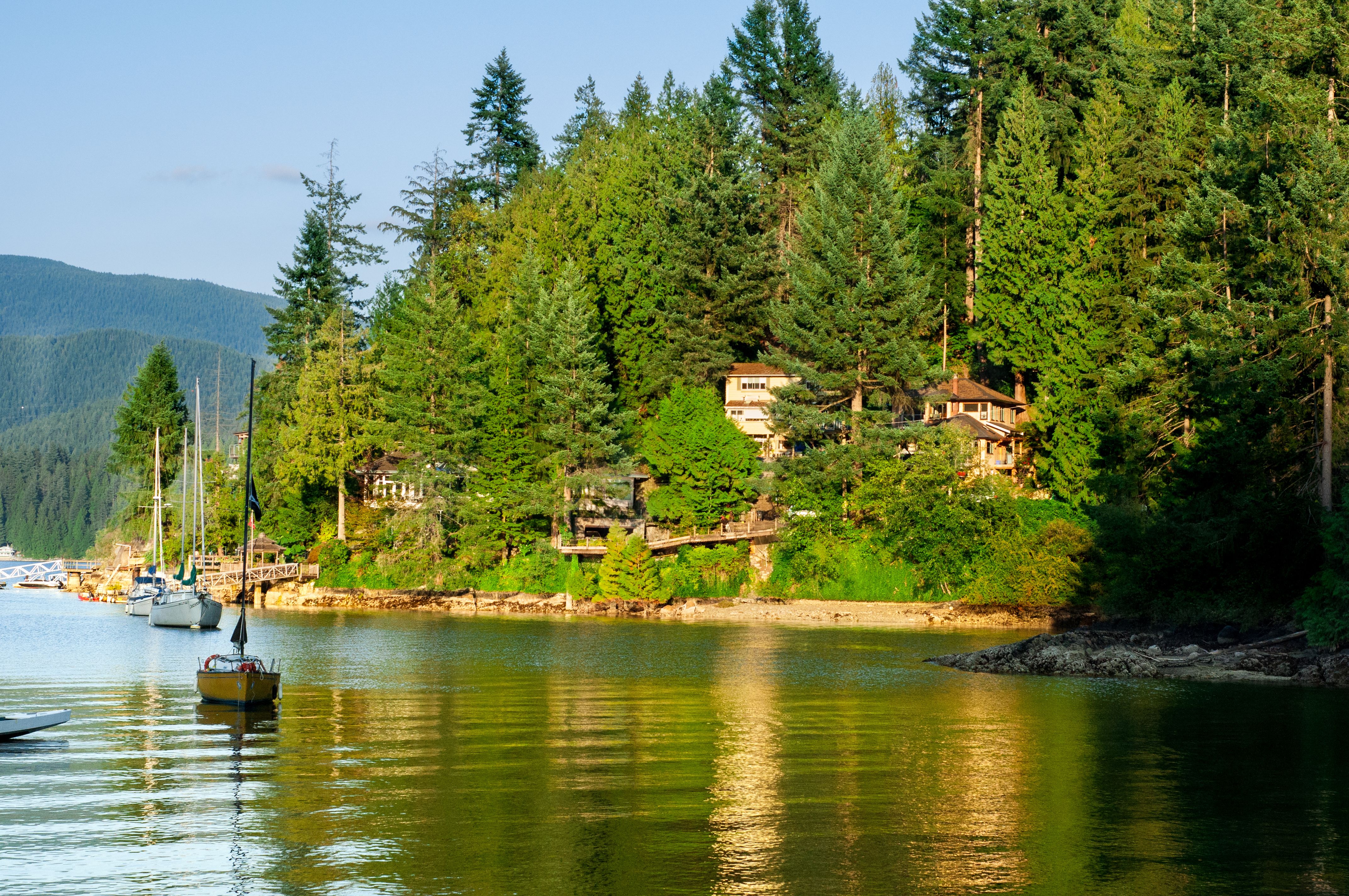 Evergreen Forest on Lakeshore in Summer · Free Stock Photo
