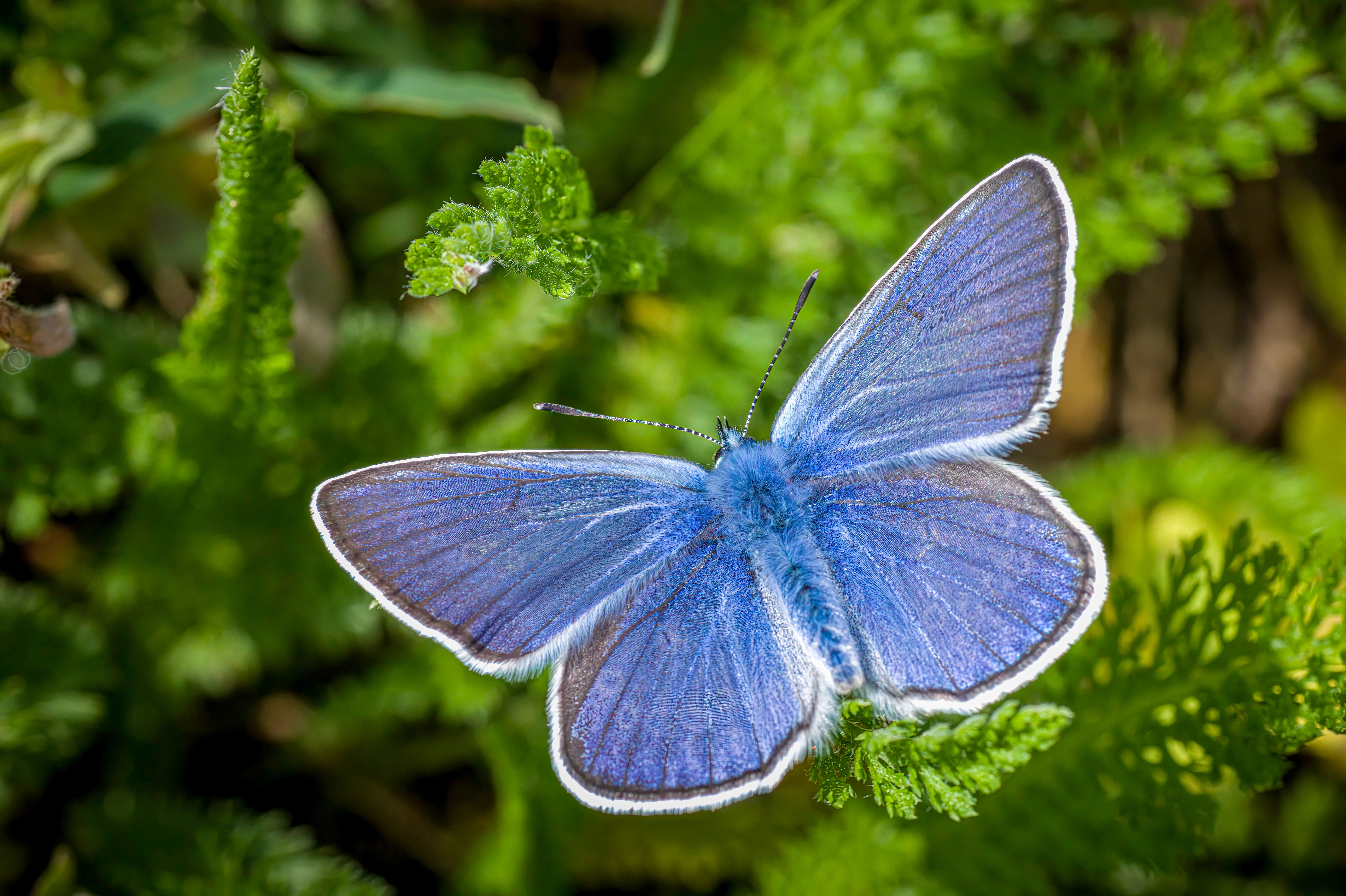Common Blue Butterfly · Free Stock Photo