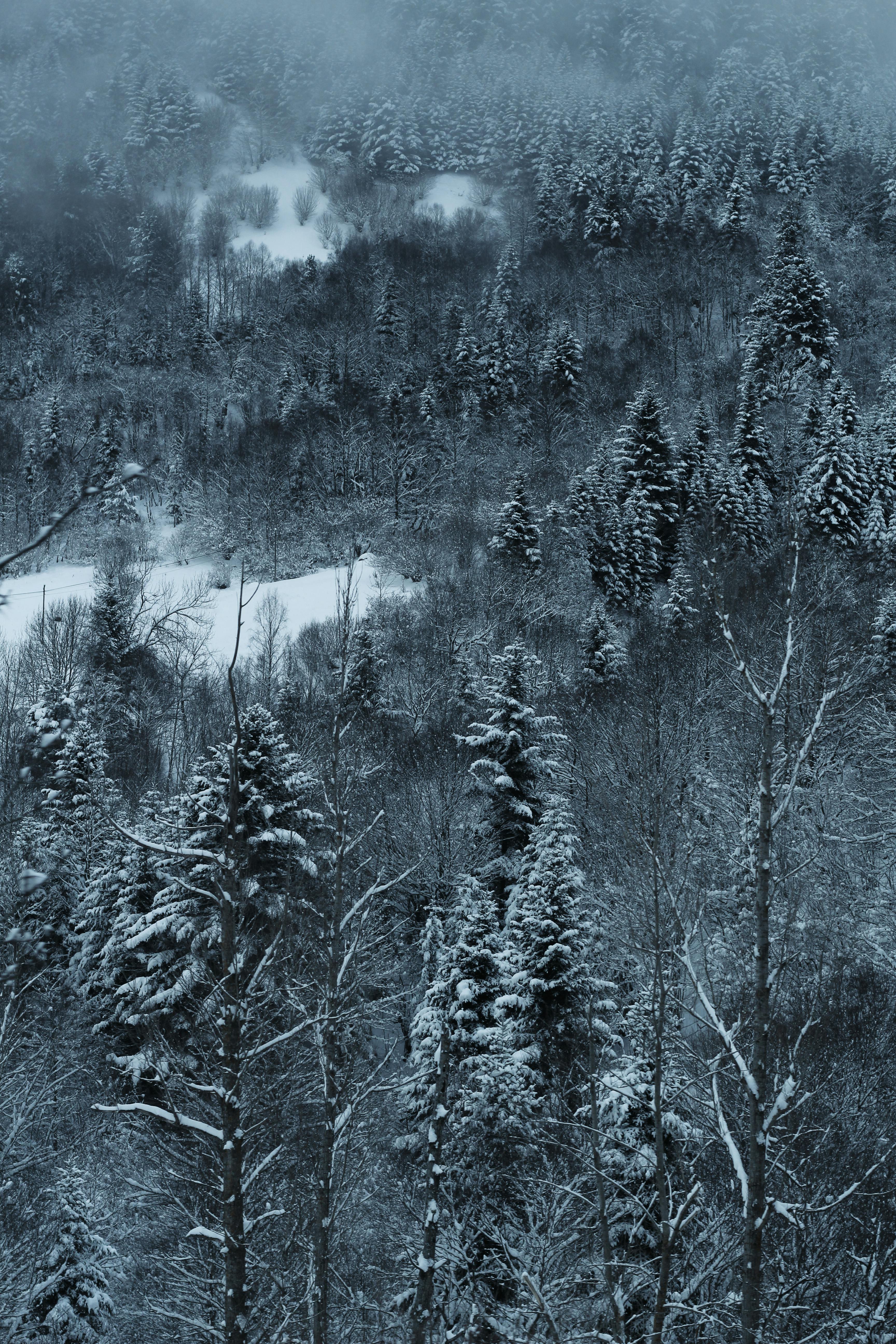 Grayscale Photo of Bareless Tree Between Tree With Snow · Free Stock Photo