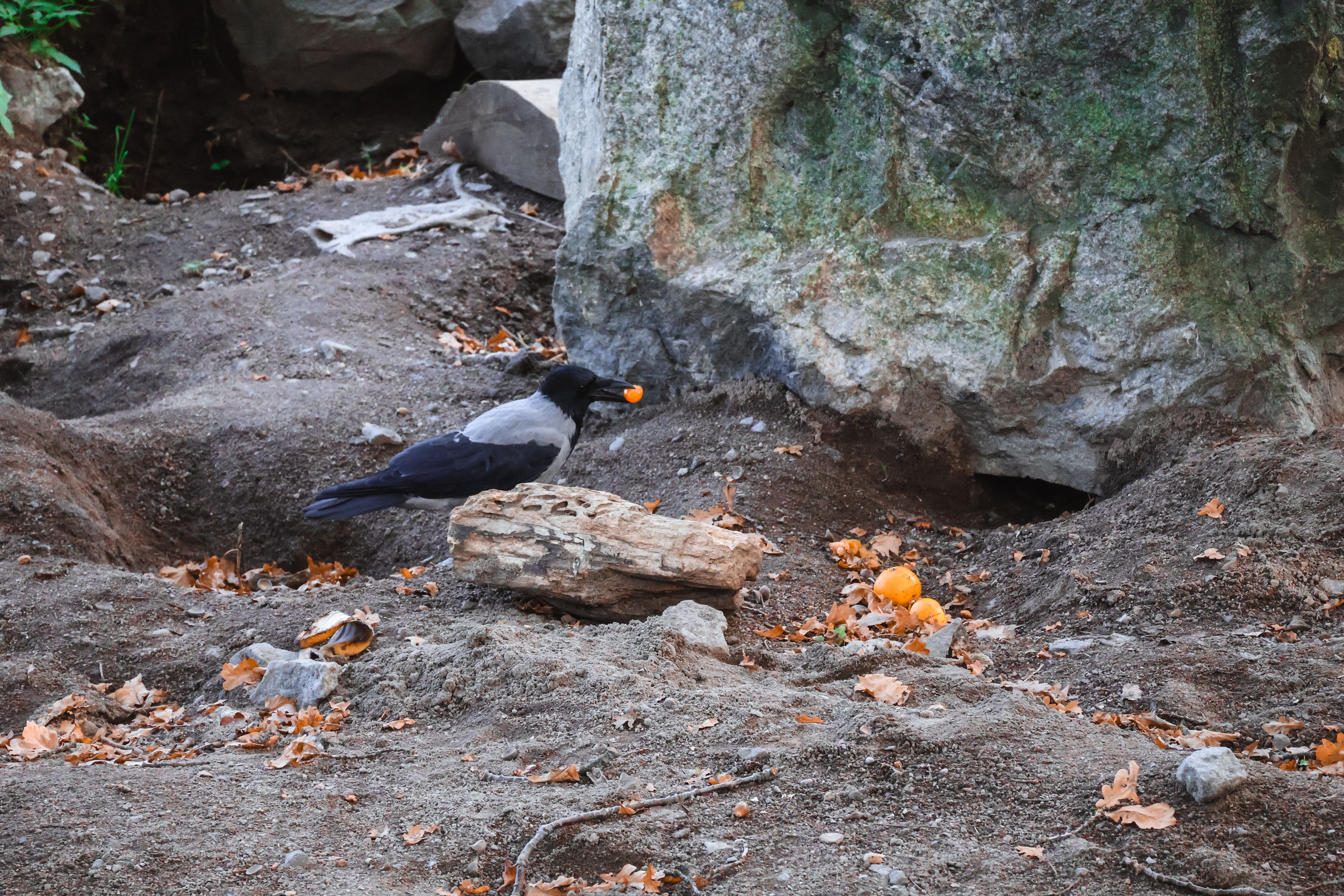Crow with Food on Ground · Free Stock Photo