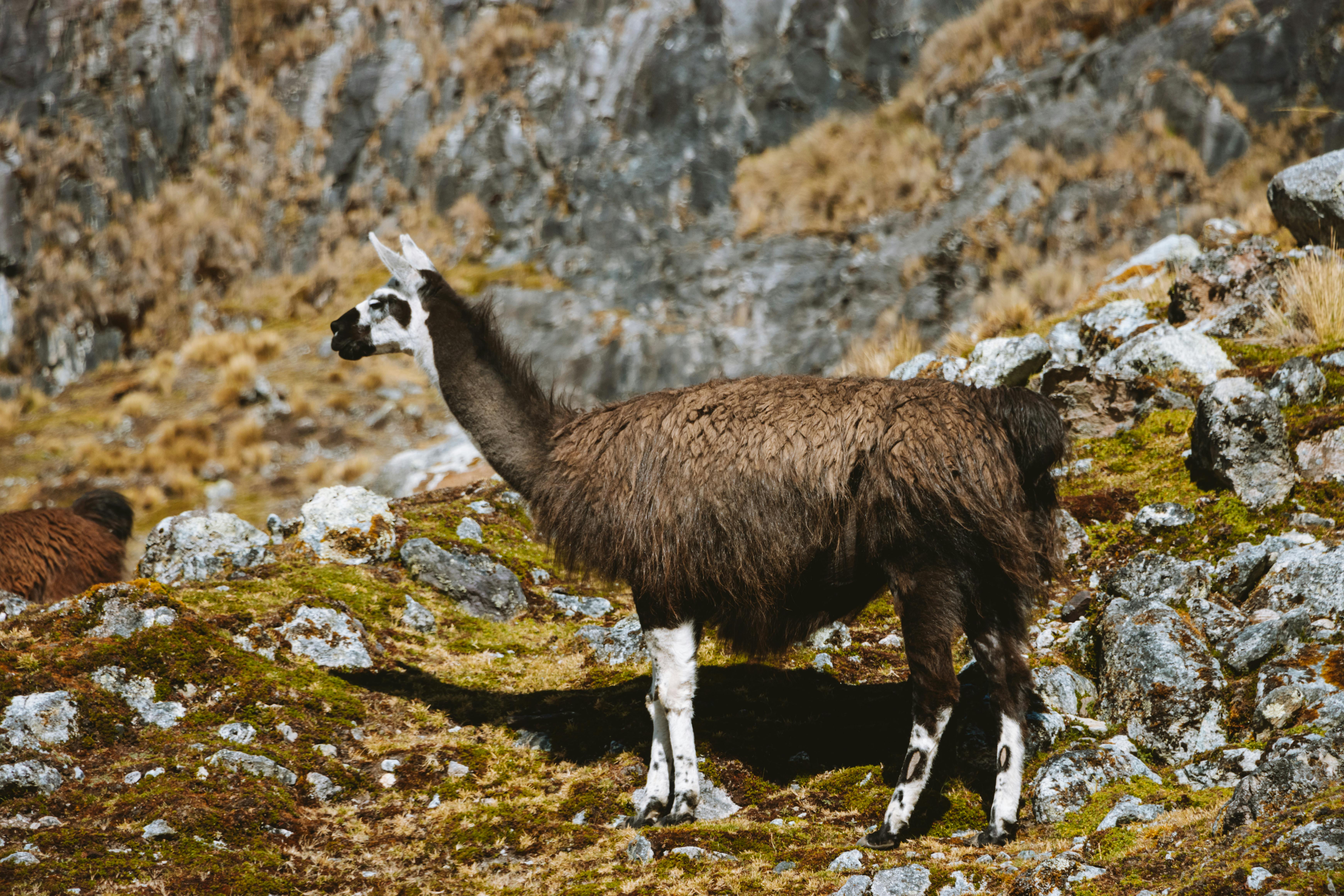 Brown Furry Llama on rocky Terrain · Free Stock Photo
