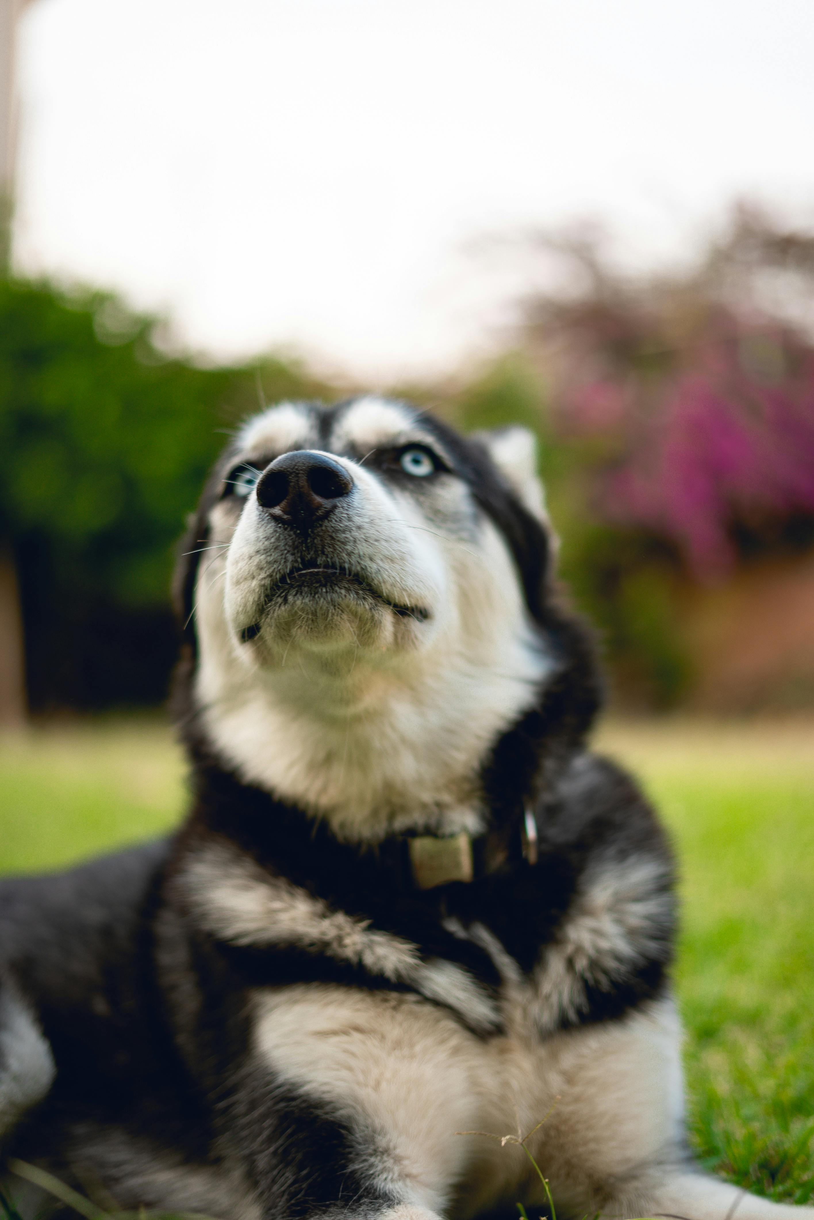 Lying Husky Looking Up · Free Stock Photo