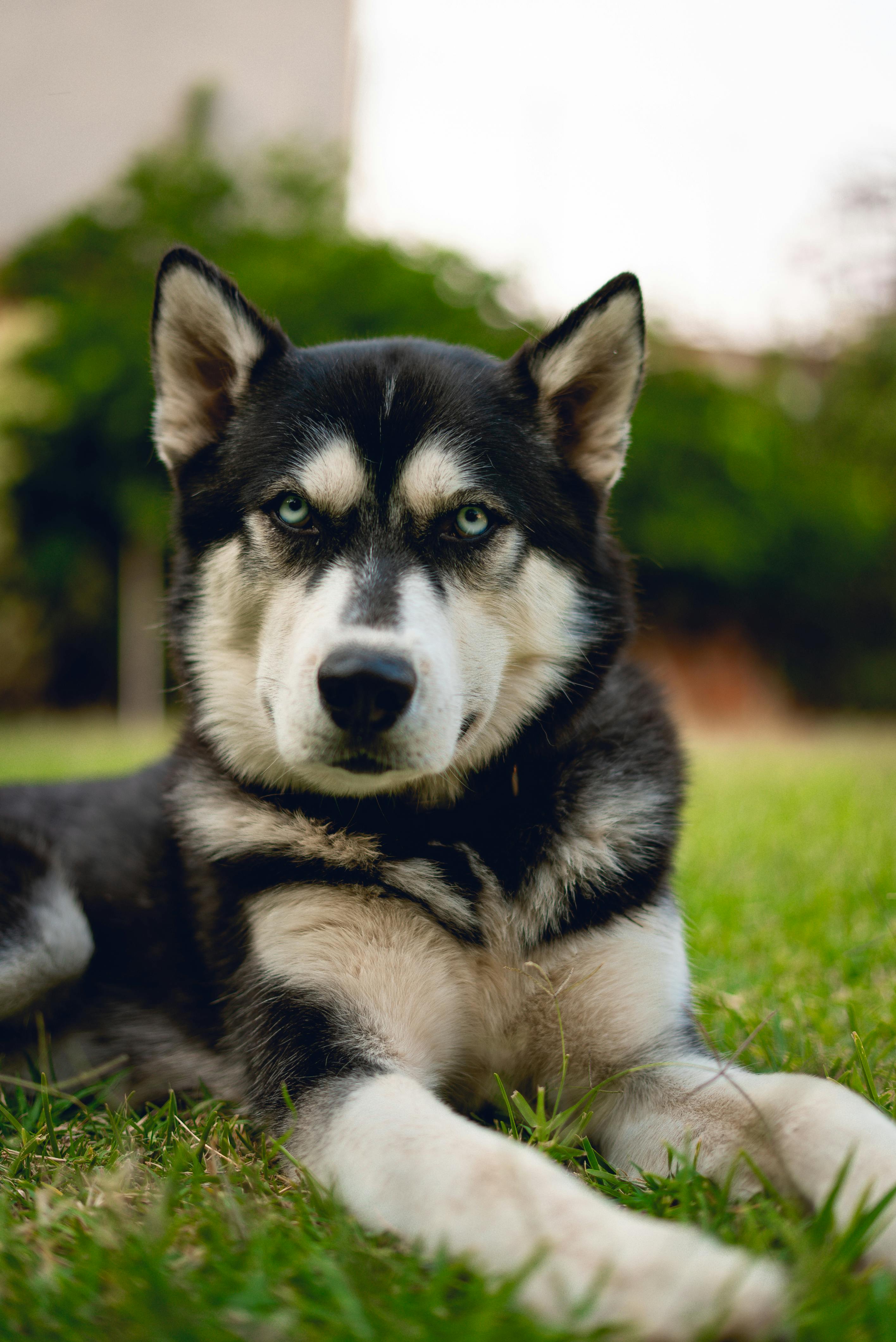 Foto de stock gratuita sobre acostado, animal doméstico simpático ...